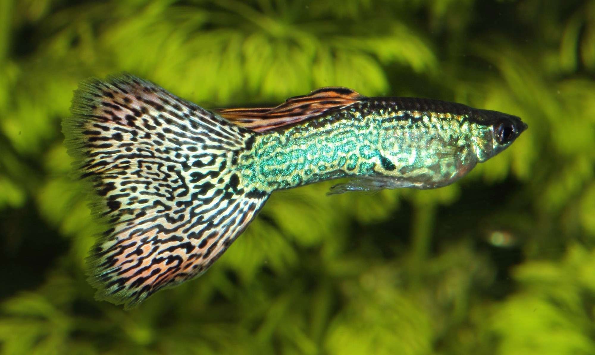 guppy, Tropical, Fish Wallpapers HD / Desktop and Mobile Backgrounds