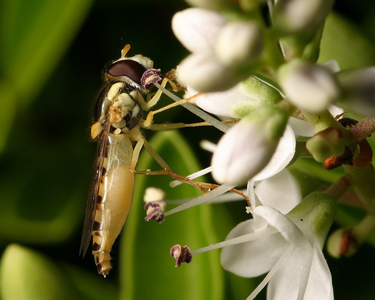 insects, Fly Wallpapers HD / Desktop and Mobile Backgrounds