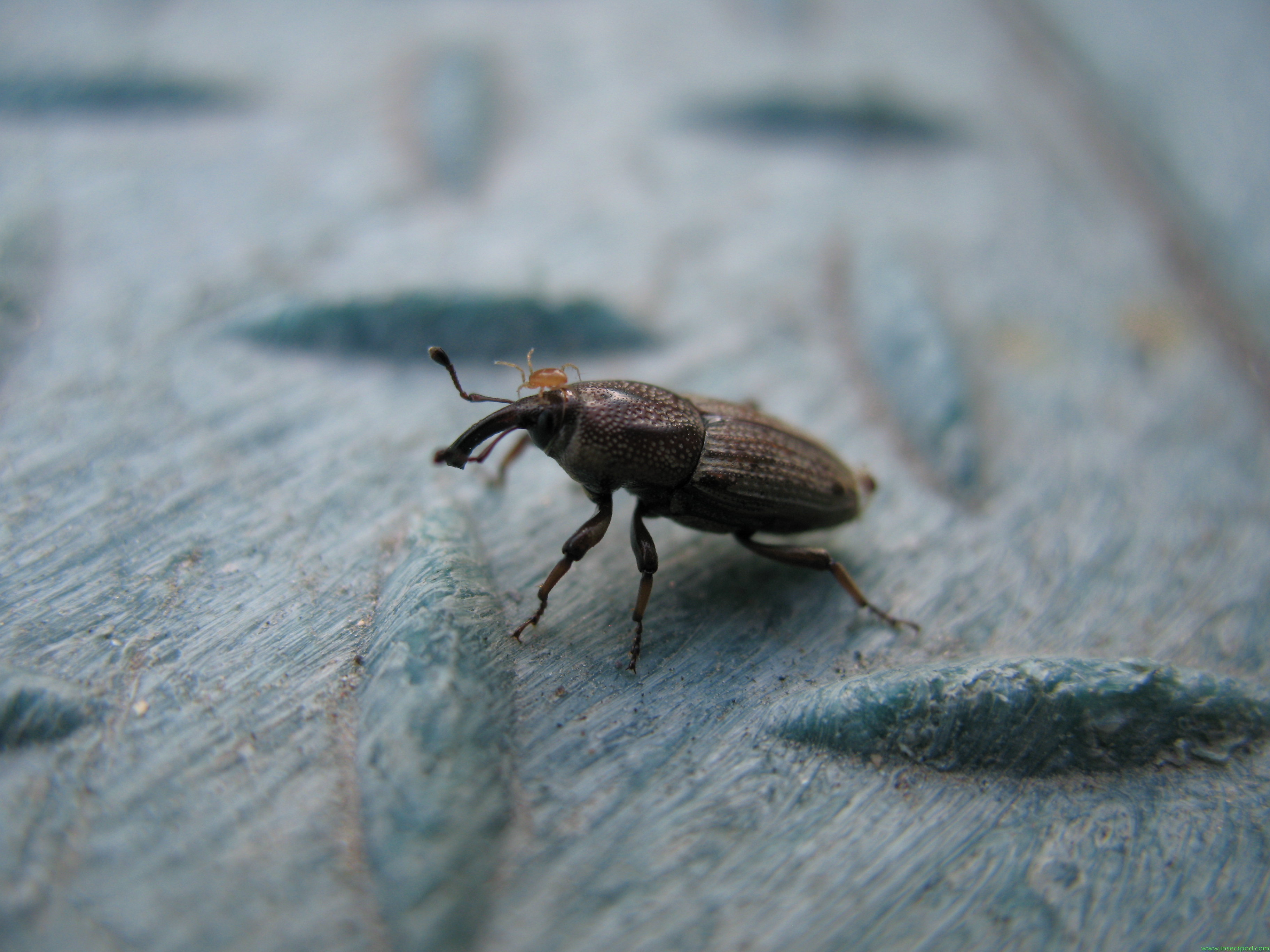 insects, Bug Wallpapers HD / Desktop and Mobile Backgrounds