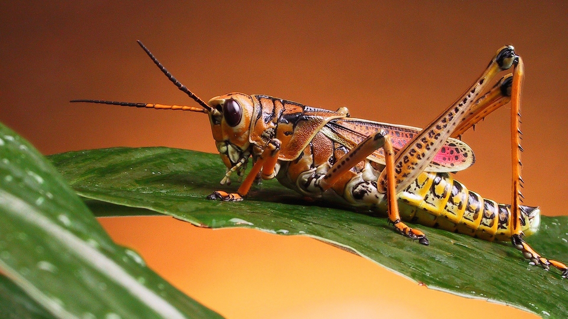 animals, Insects, Grasshopper Wallpapers HD / Desktop and Mobile ...