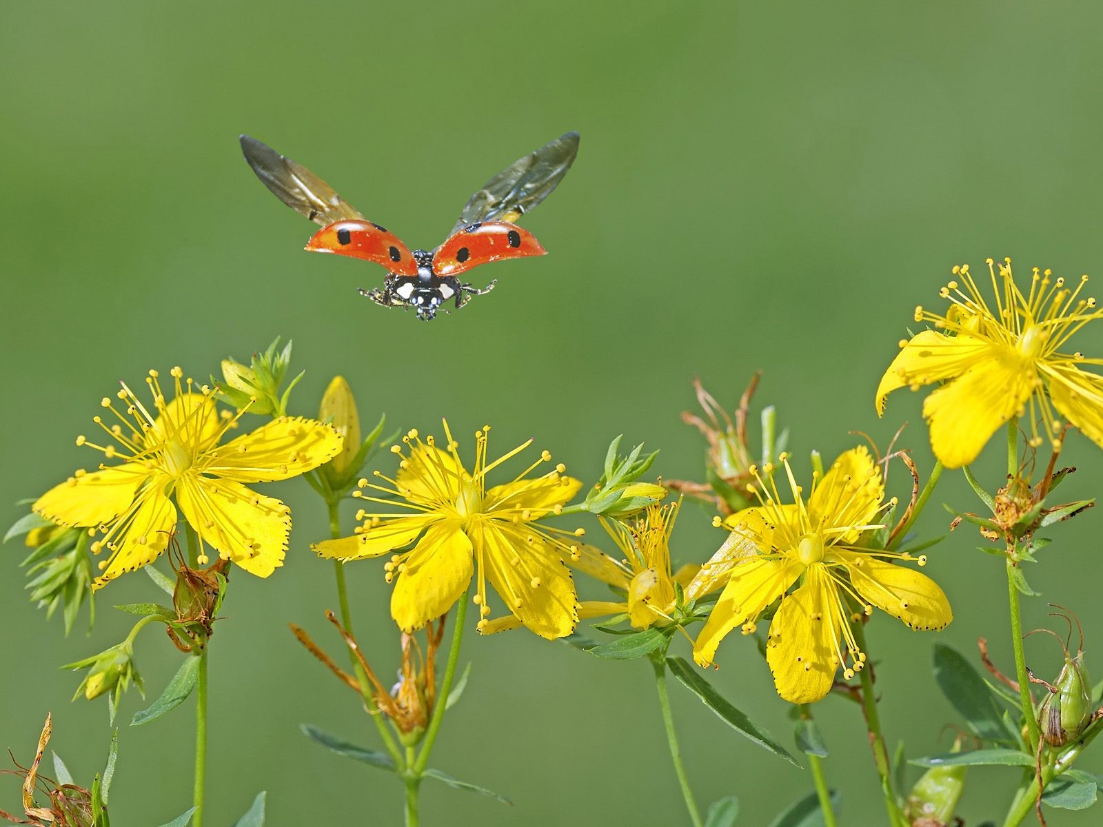 Images Of Butterflies In Nature Special butterfly in the nature - HD ...
