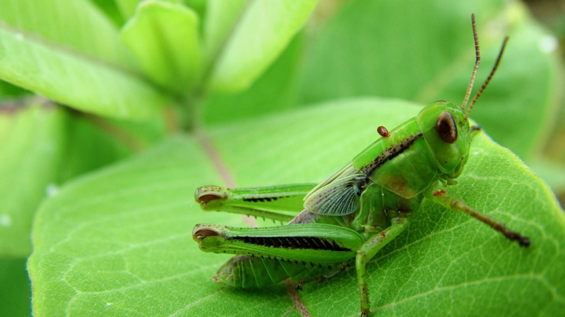 saltamontes, Verde, Insecto Wallpapers HD / Desktop and Mobile Backgrounds