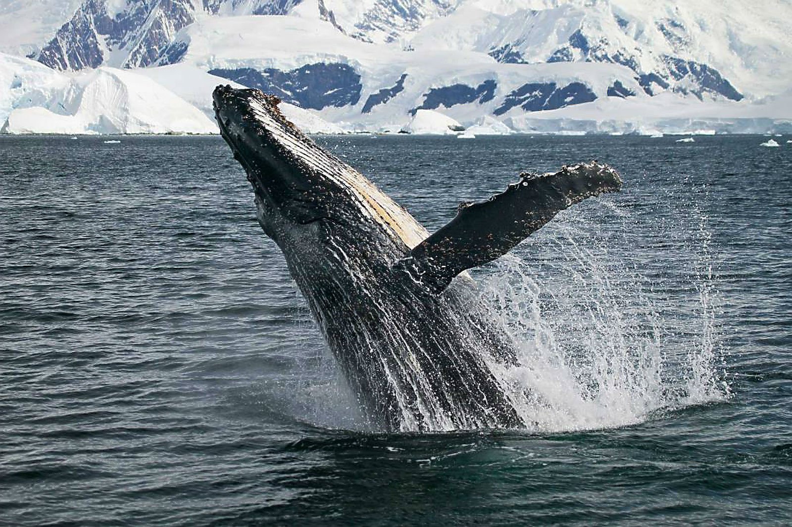 whale, Whales, Fish, Underwater, Ocean, Sea, Sealife Wallpapers HD ...