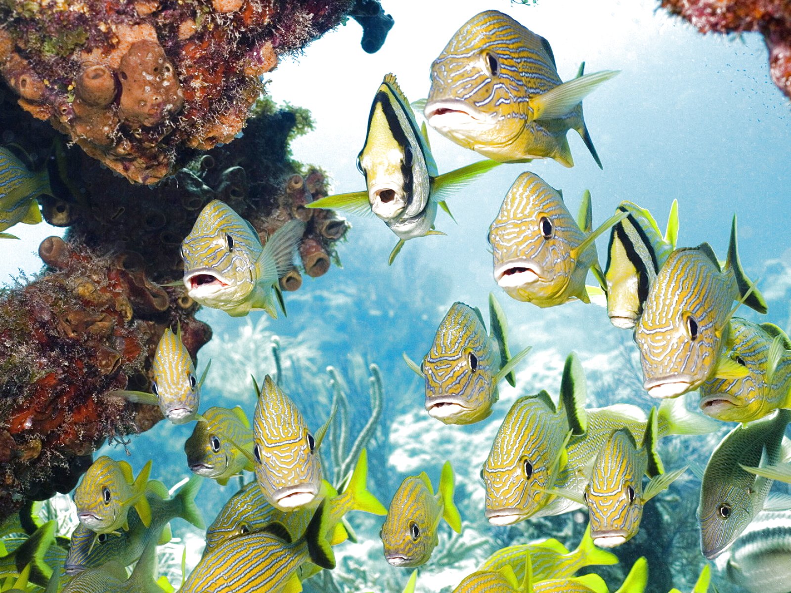fish, Fishes, Underwater, Ocean, Sea, Sealife, Nature Wallpapers HD ...