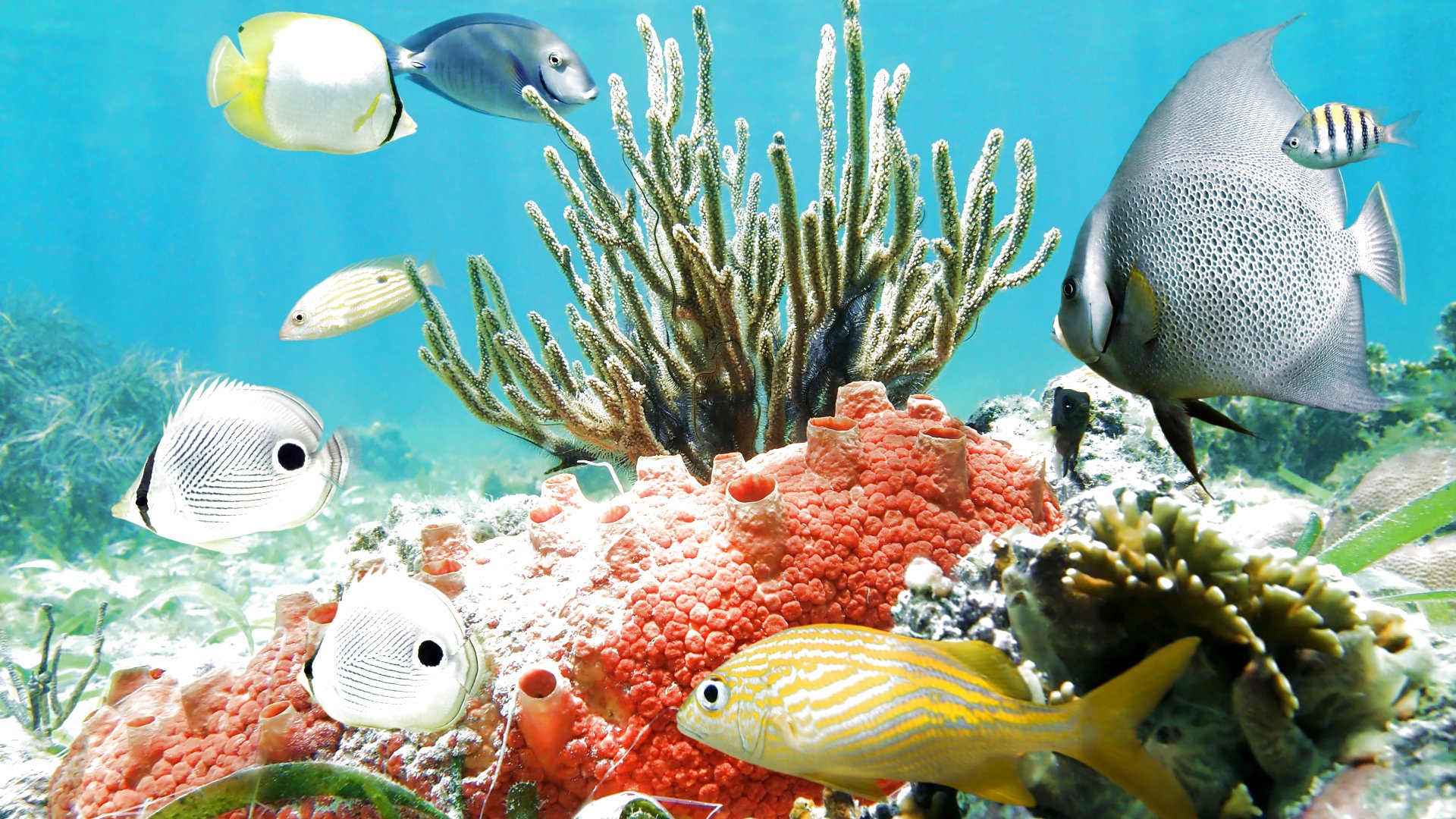 fish, Fishes, Underwater, Ocean, Sea, Sealife, Nature Wallpapers HD ...