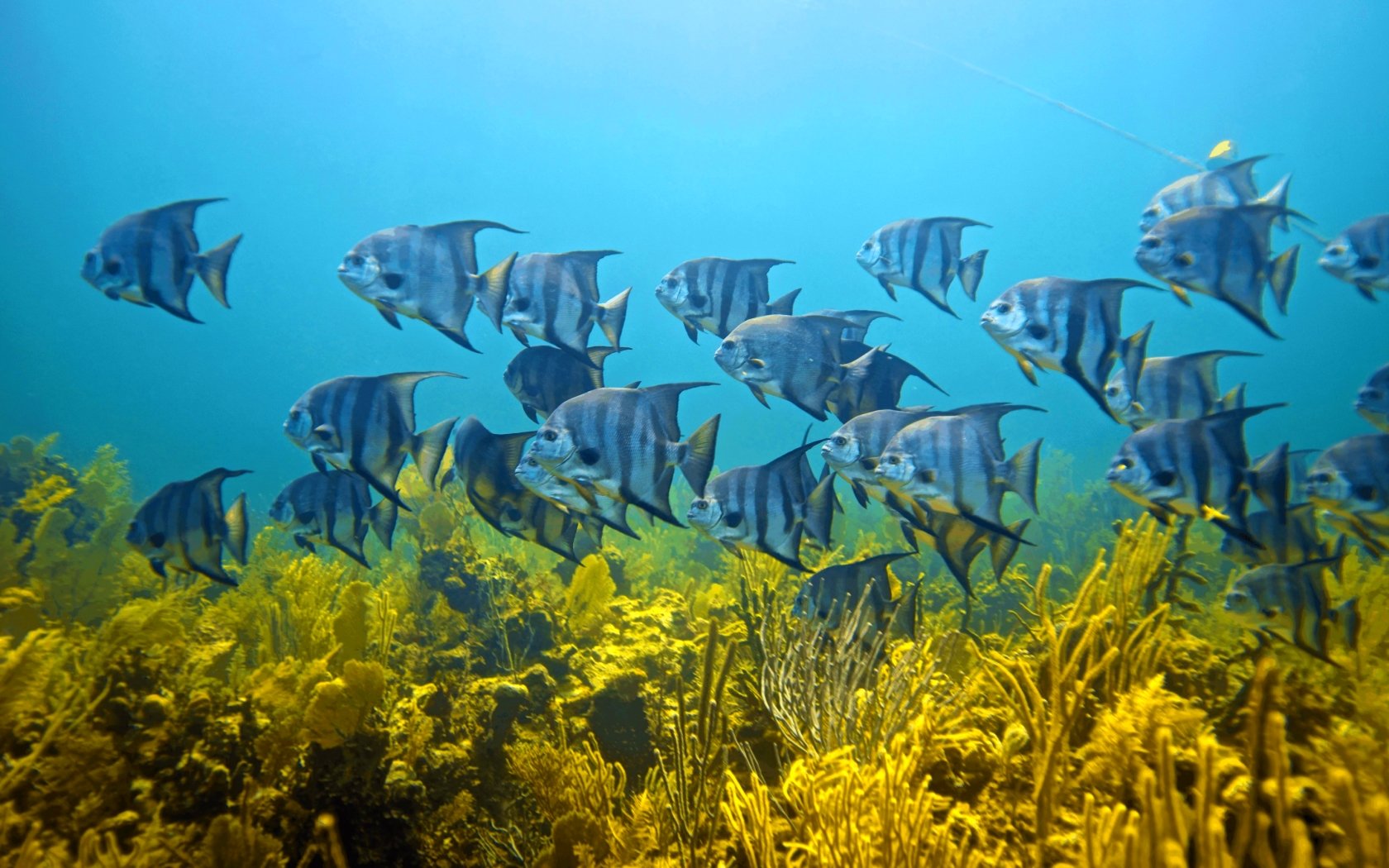 fish, Fishes, Underwater, Ocean, Sea, Sealife, Nature Wallpapers HD ...