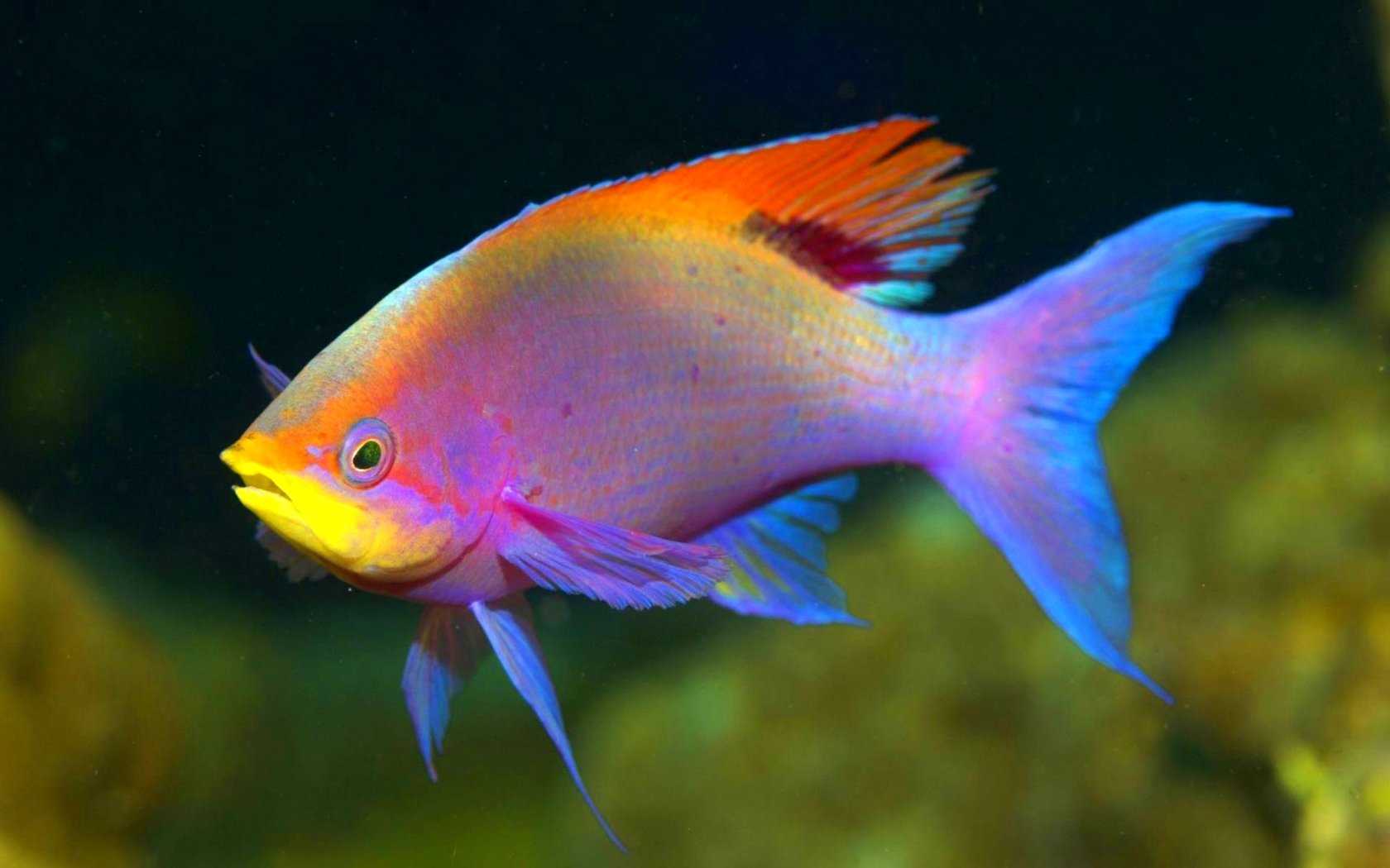 fish, Fishes, Underwater, Ocean, Sea, Sealife, Nature Wallpapers HD ...