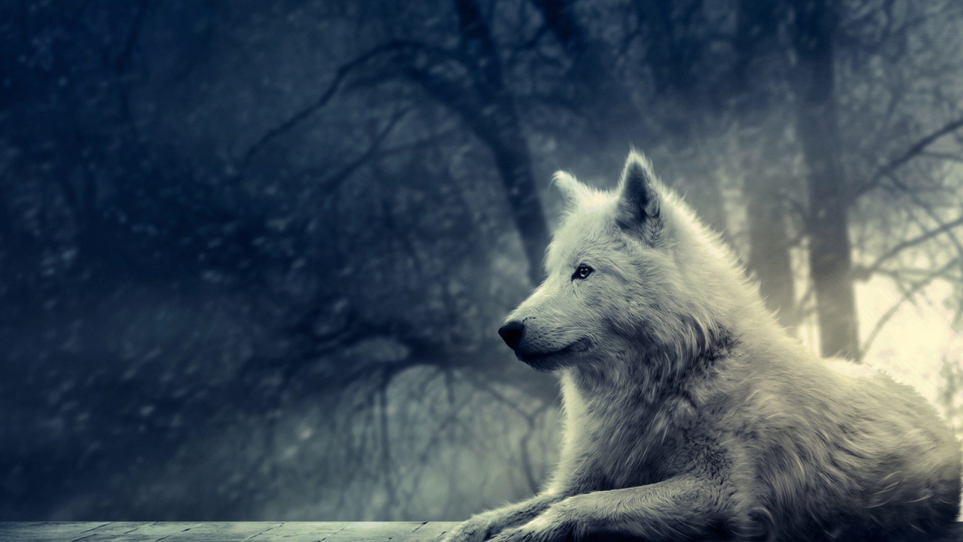 wall, Animals, 56 Wallpapers HD / Desktop and Mobile Backgrounds