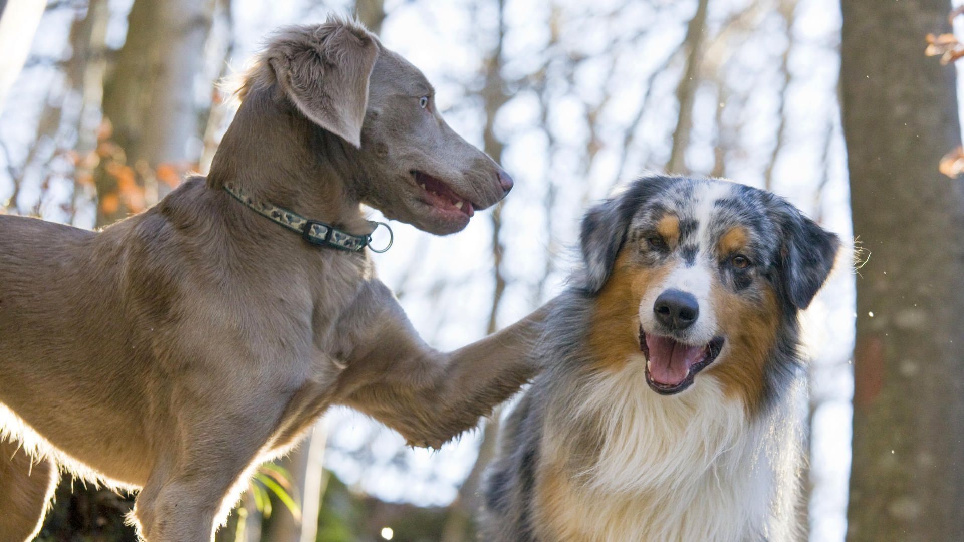 animals background 62 Wallpapers HD / Desktop and Mobile Backgrounds