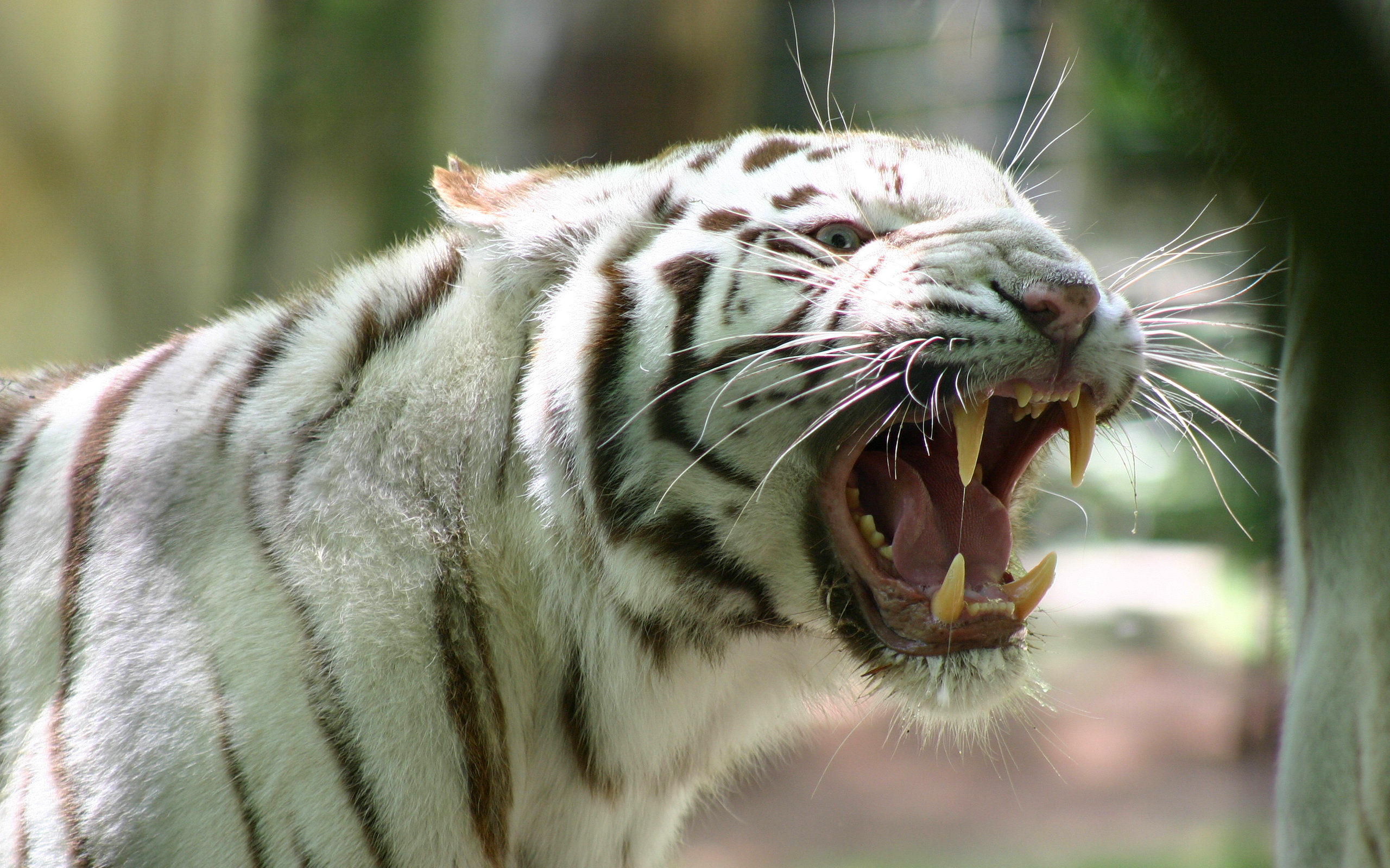 asian, Tigre Wallpapers HD / Desktop and Mobile Backgrounds