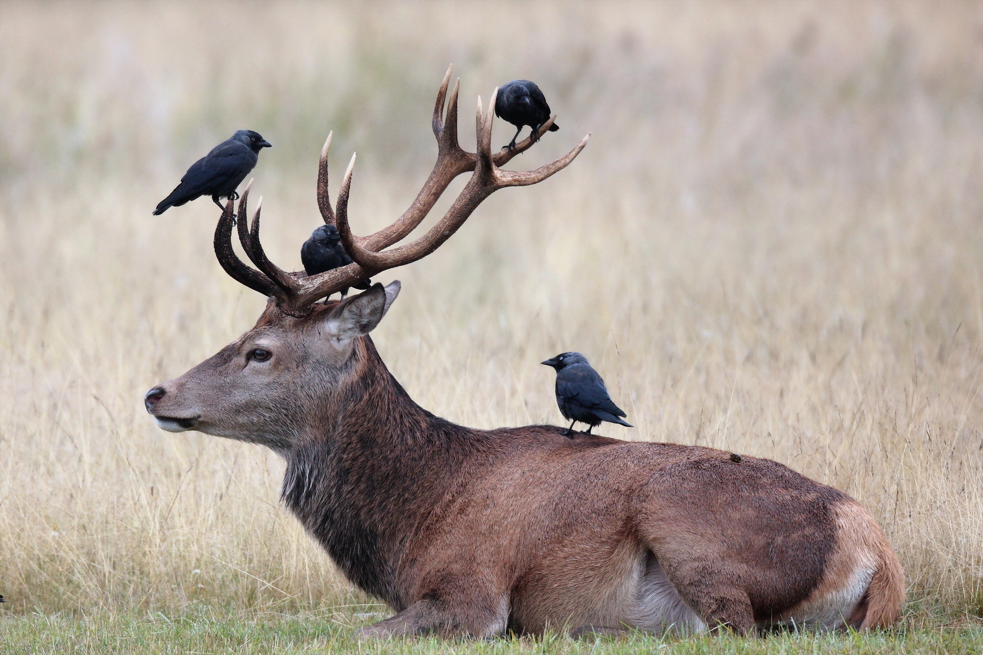 Deer Crows Horns Animals