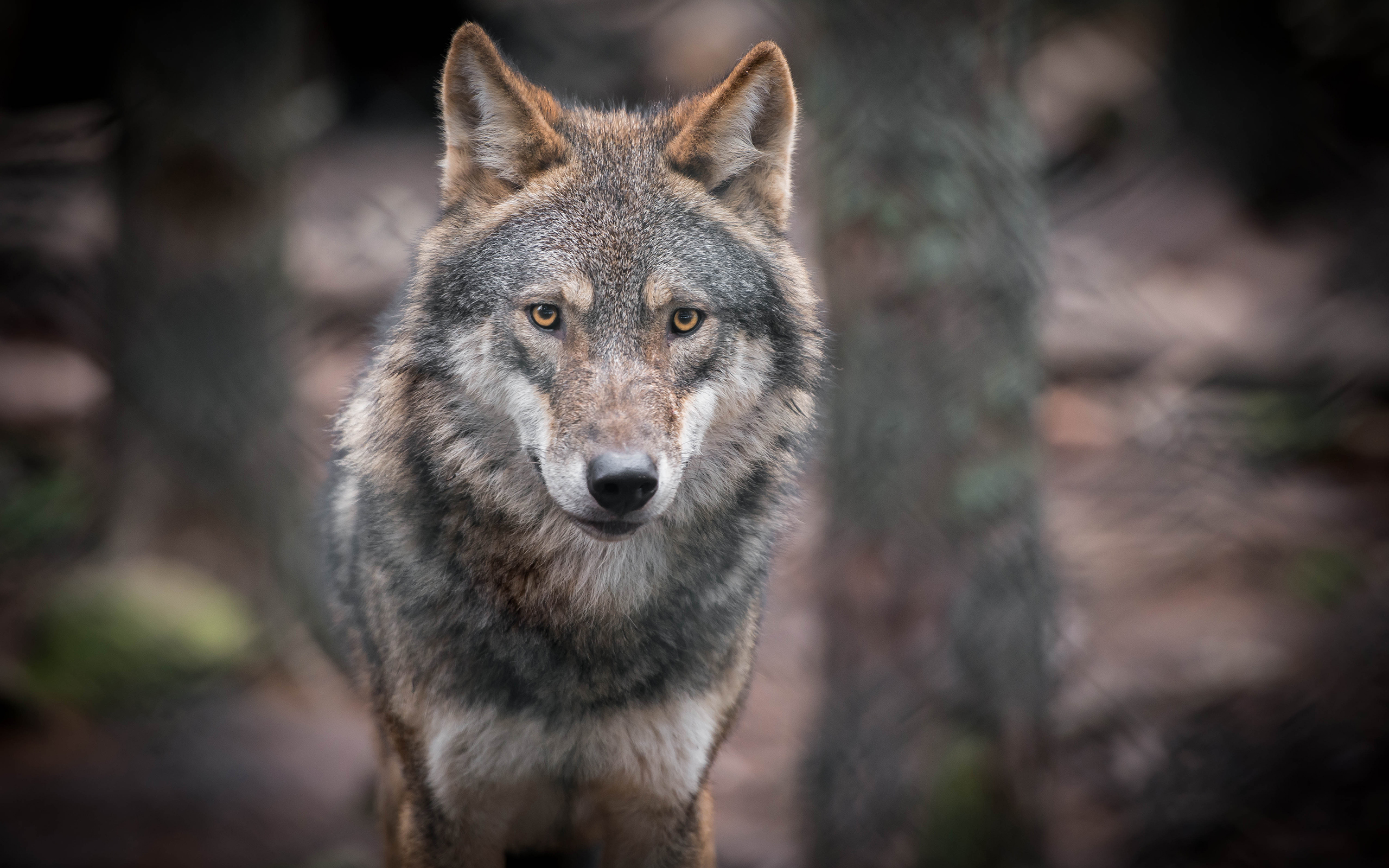 170337 Wallpapers HD / Desktop and Mobile Backgrounds