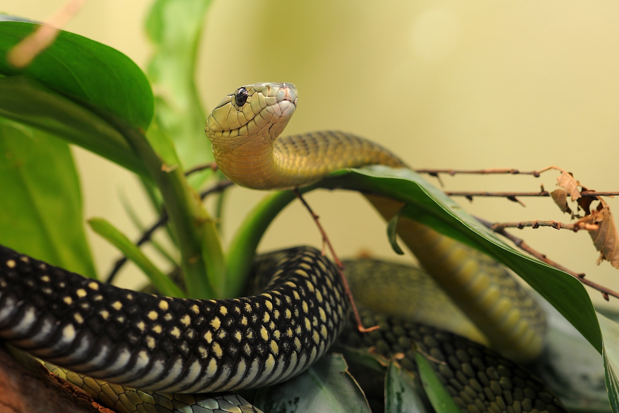 snake, Leaves, Macro Wallpapers HD / Desktop and Mobile Backgrounds