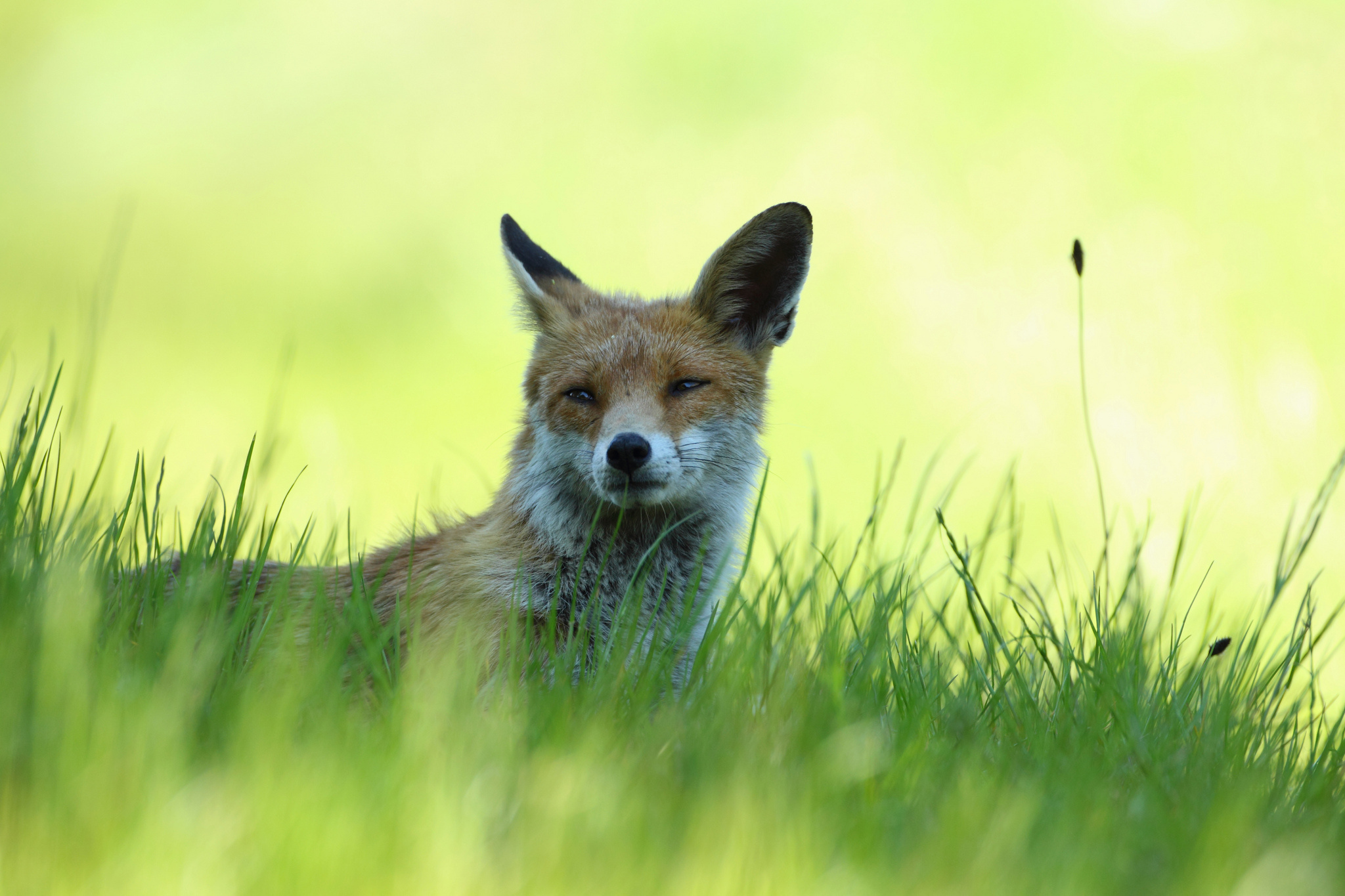 grass, Fox, Red, Shadow Wallpapers HD / Desktop and Mobile Backgrounds