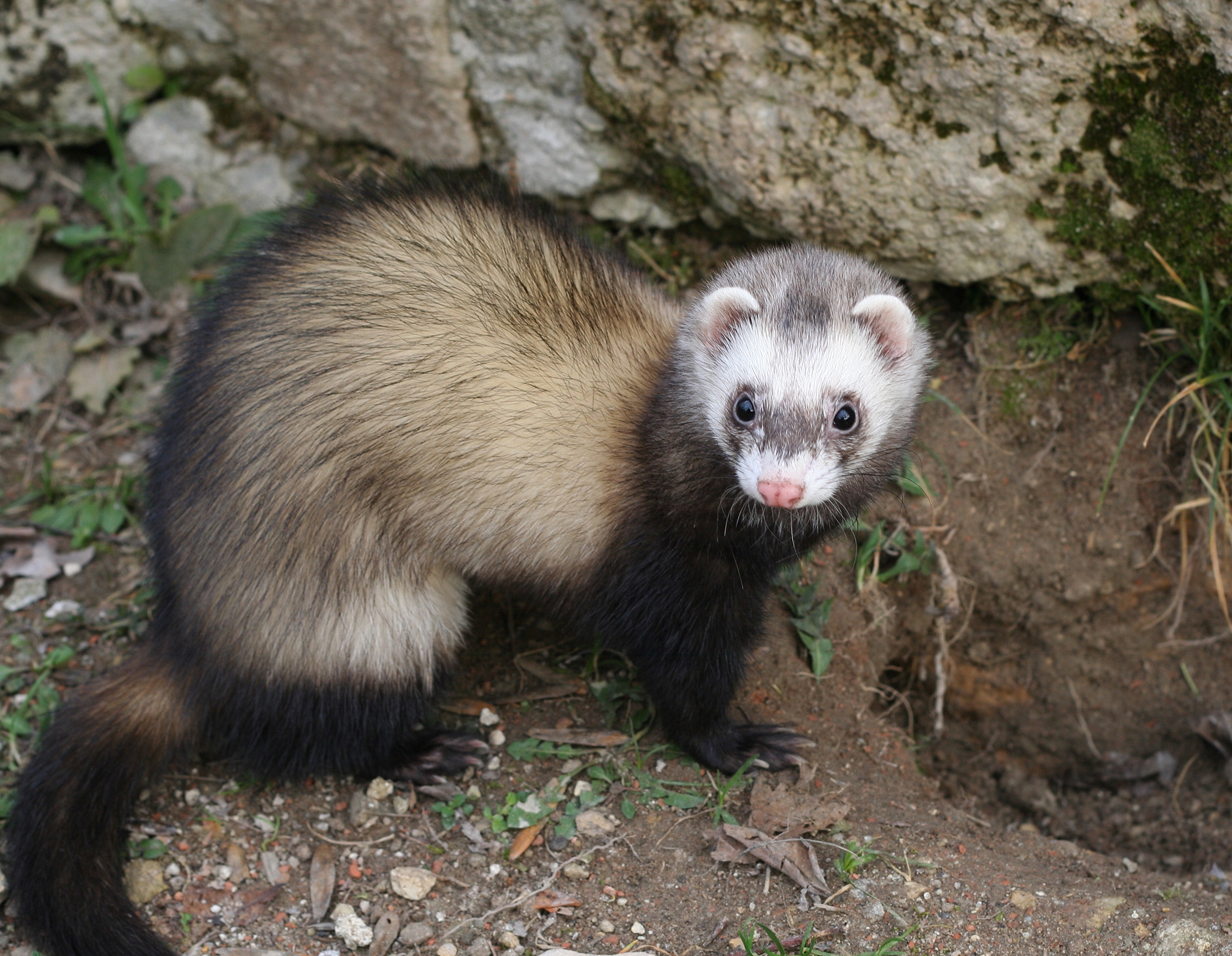 ferret, 4 Wallpapers HD / Desktop and Mobile Backgrounds