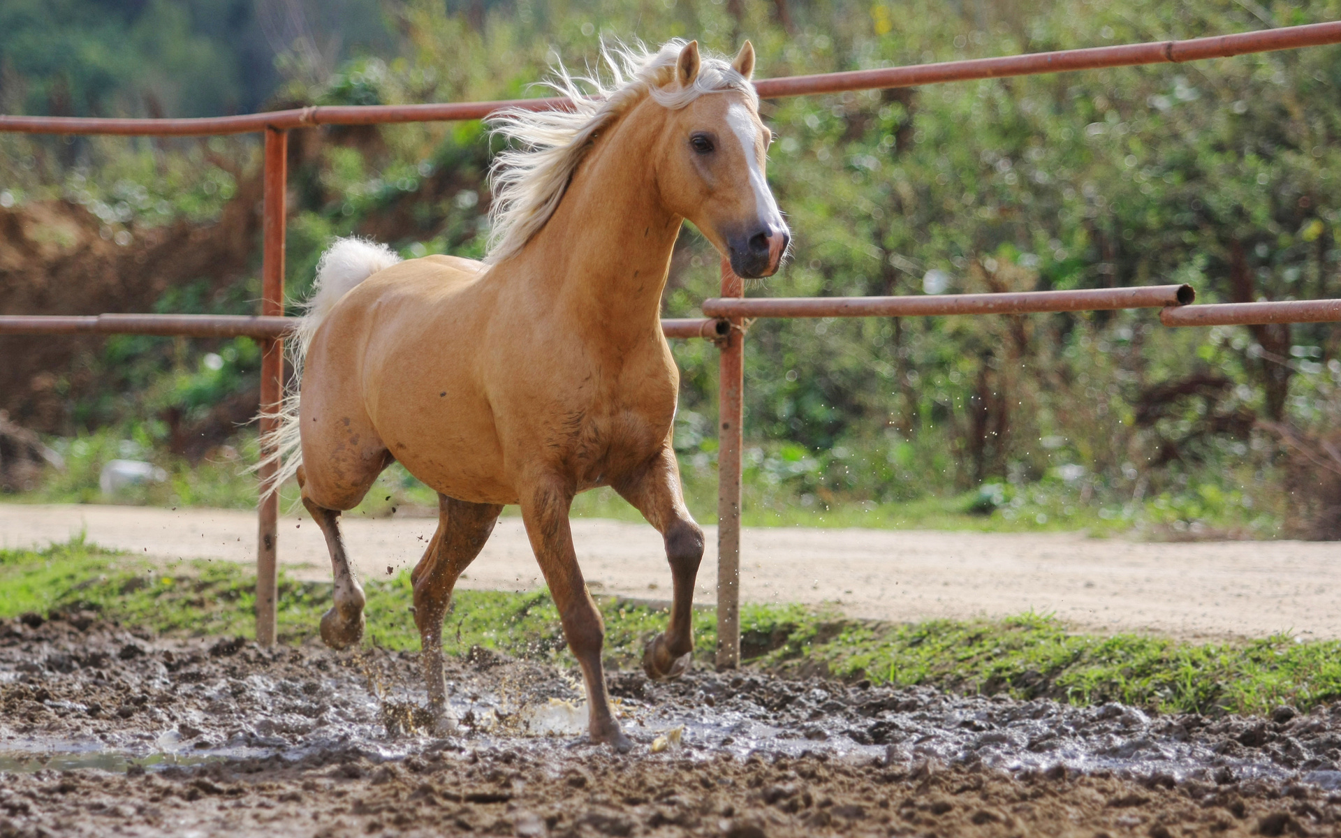 animals, Horses, Gallop, Run, Motion, Fence, Farm, Mud, Corral, Roads ...