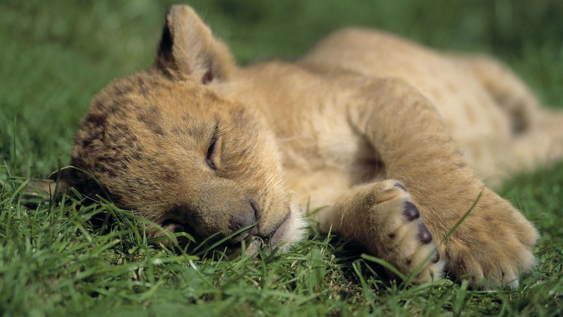 animals, Grass, Sleeping Wallpapers HD / Desktop and Mobile Backgrounds