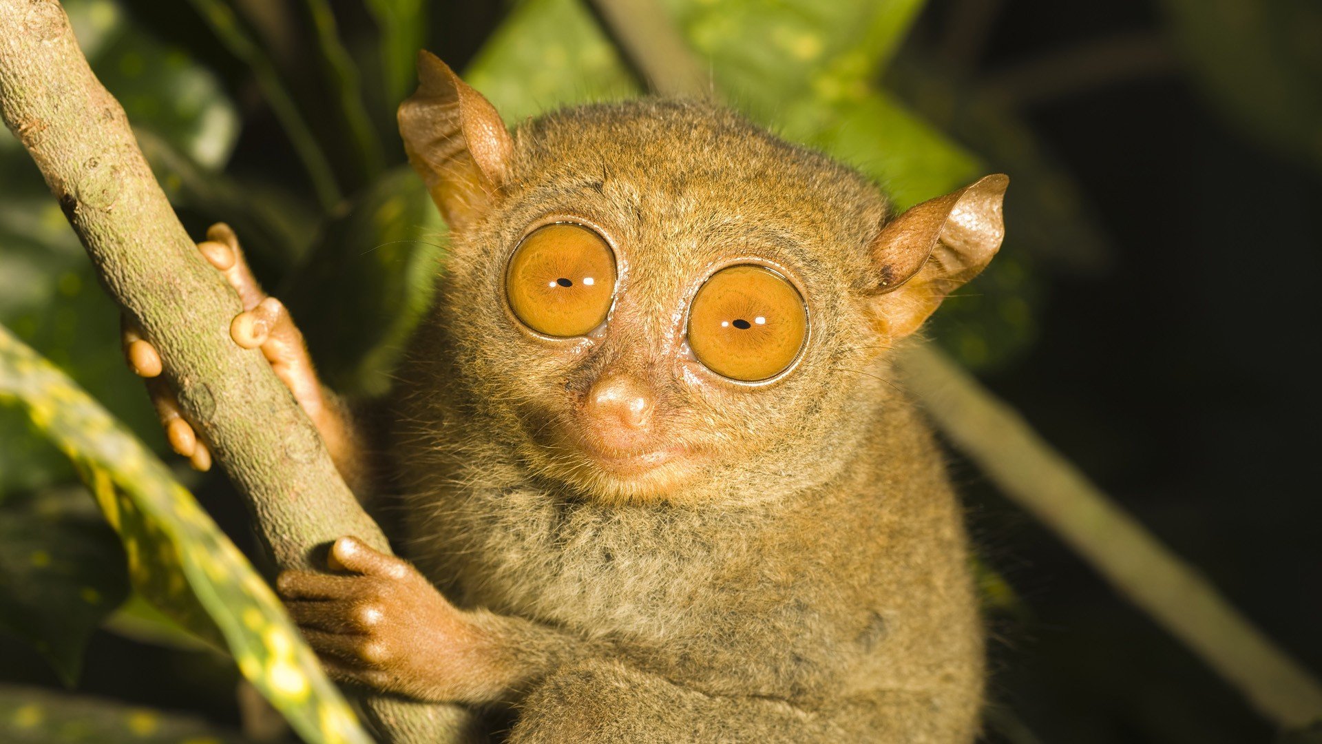 tarsiers Wallpapers HD / Desktop and Mobile Backgrounds