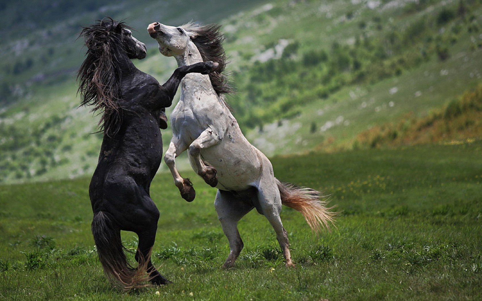 animals, Horses Wallpapers HD / Desktop and Mobile Backgrounds