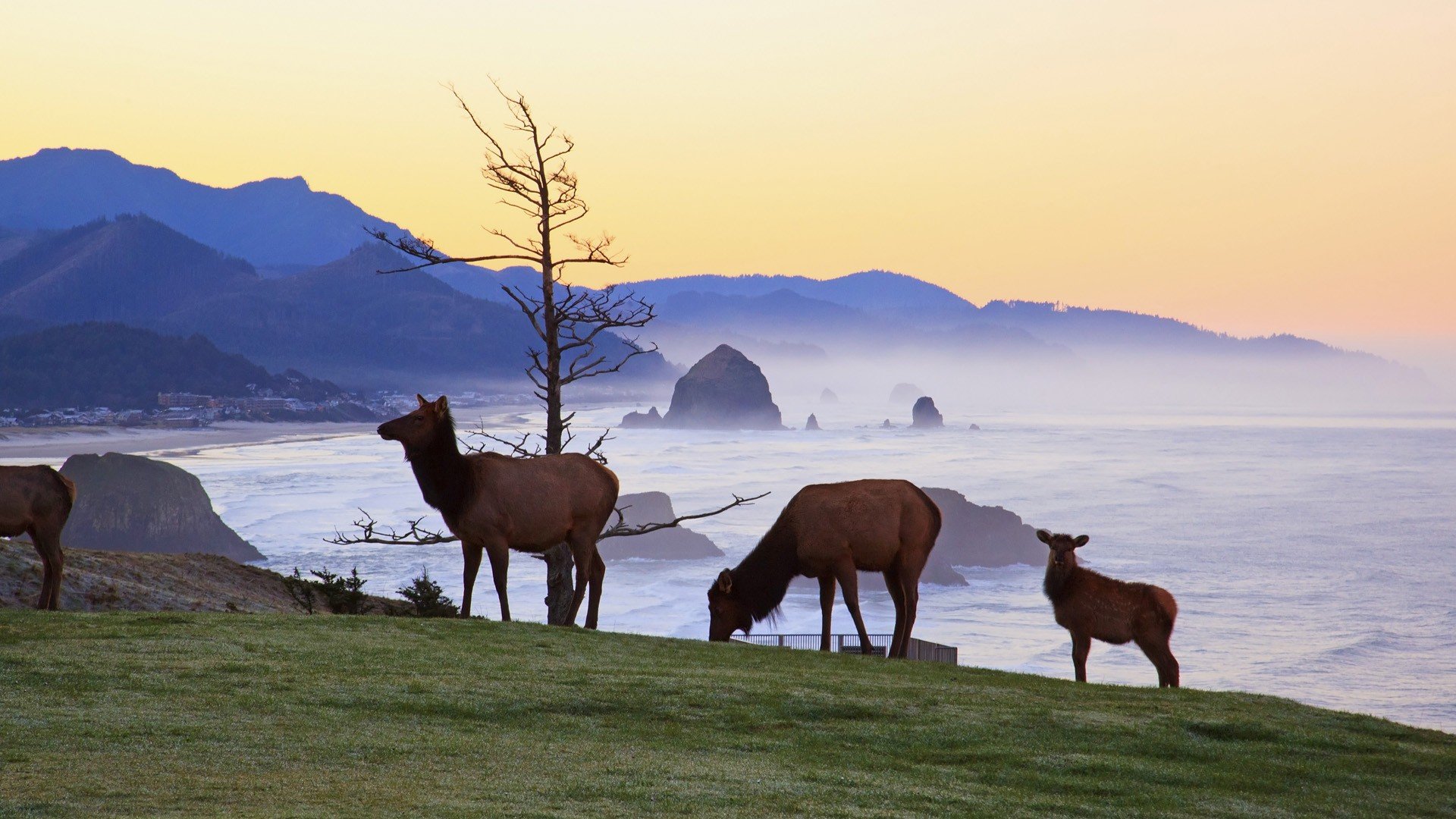 sunrise, Animals, Rocks, Oregon, Parks, Elk, State Wallpapers HD ...