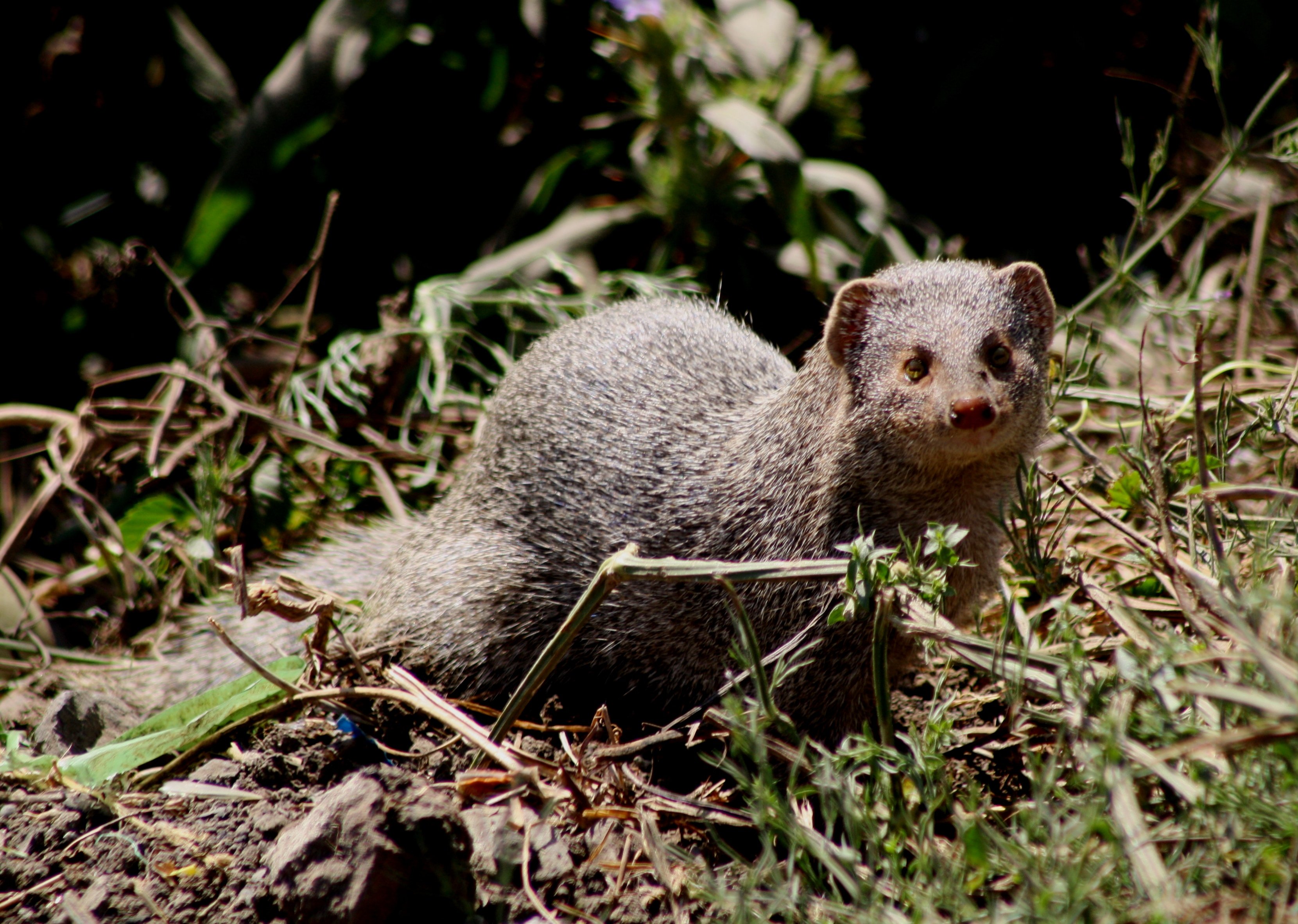 mongoose, Herpestidae Wallpapers HD / Desktop and Mobile Backgrounds