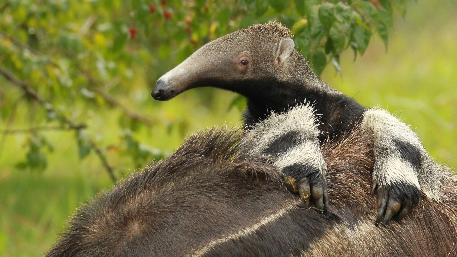 anteater, Vermilingua Wallpapers HD / Desktop and Mobile Backgrounds