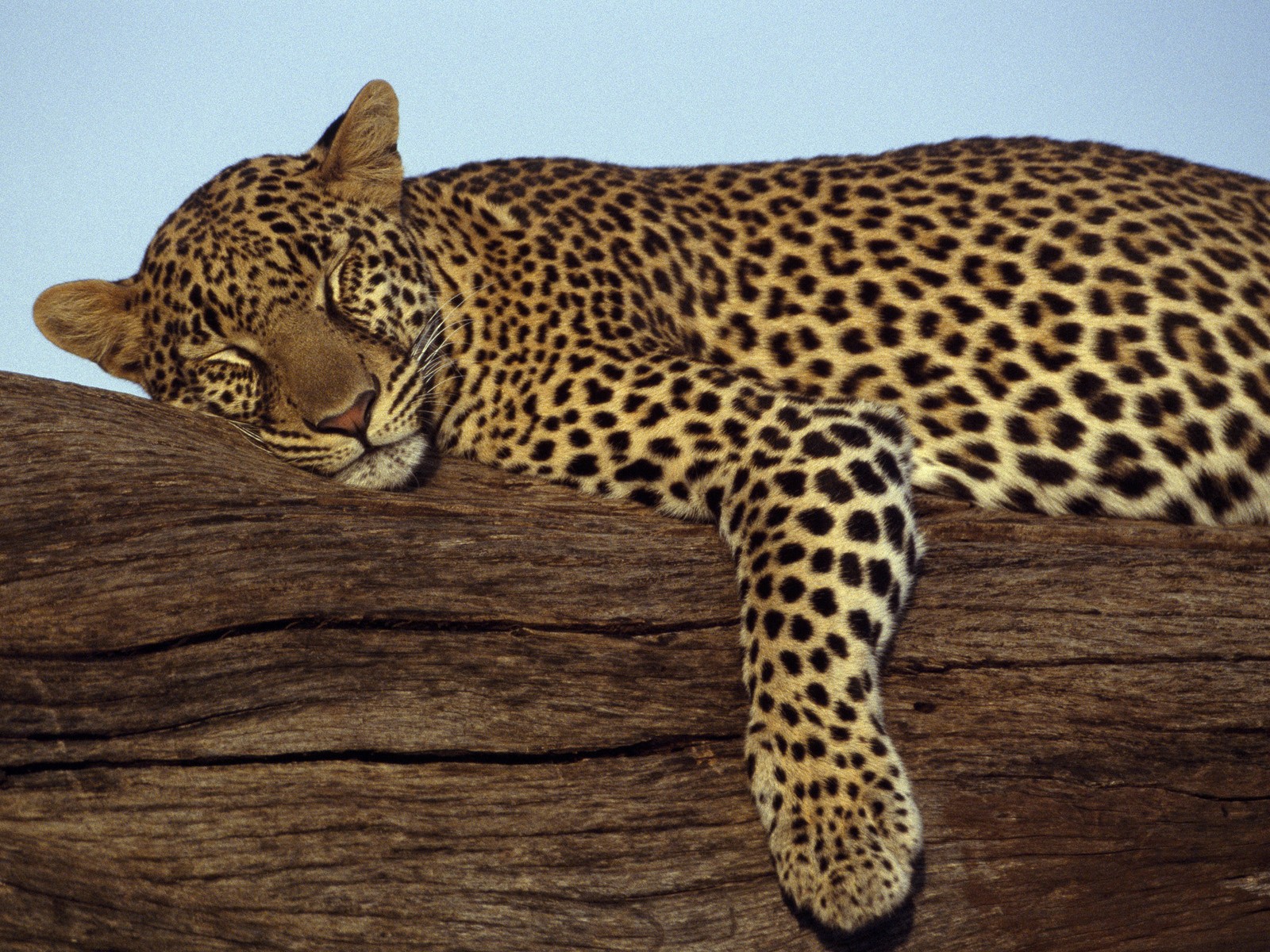animals, Sleeping, Leopards Wallpapers HD / Desktop and Mobile Backgrounds