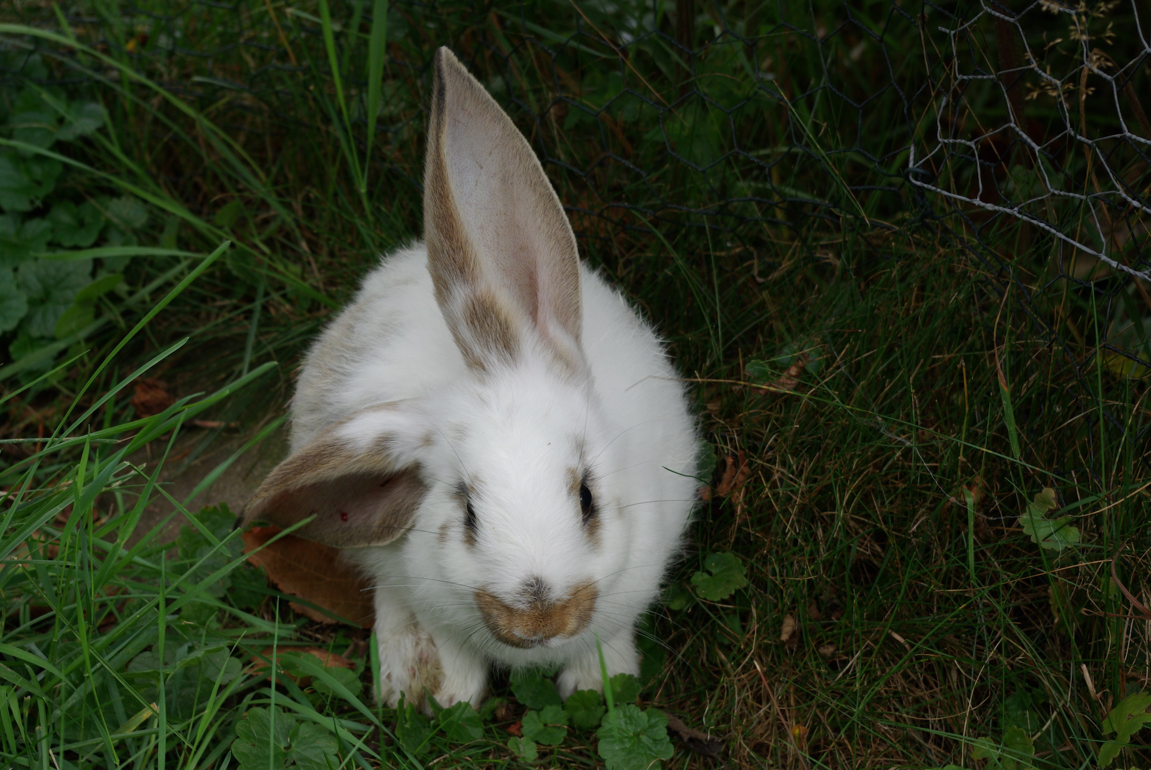 rabbit Wallpapers HD / Desktop and Mobile Backgrounds