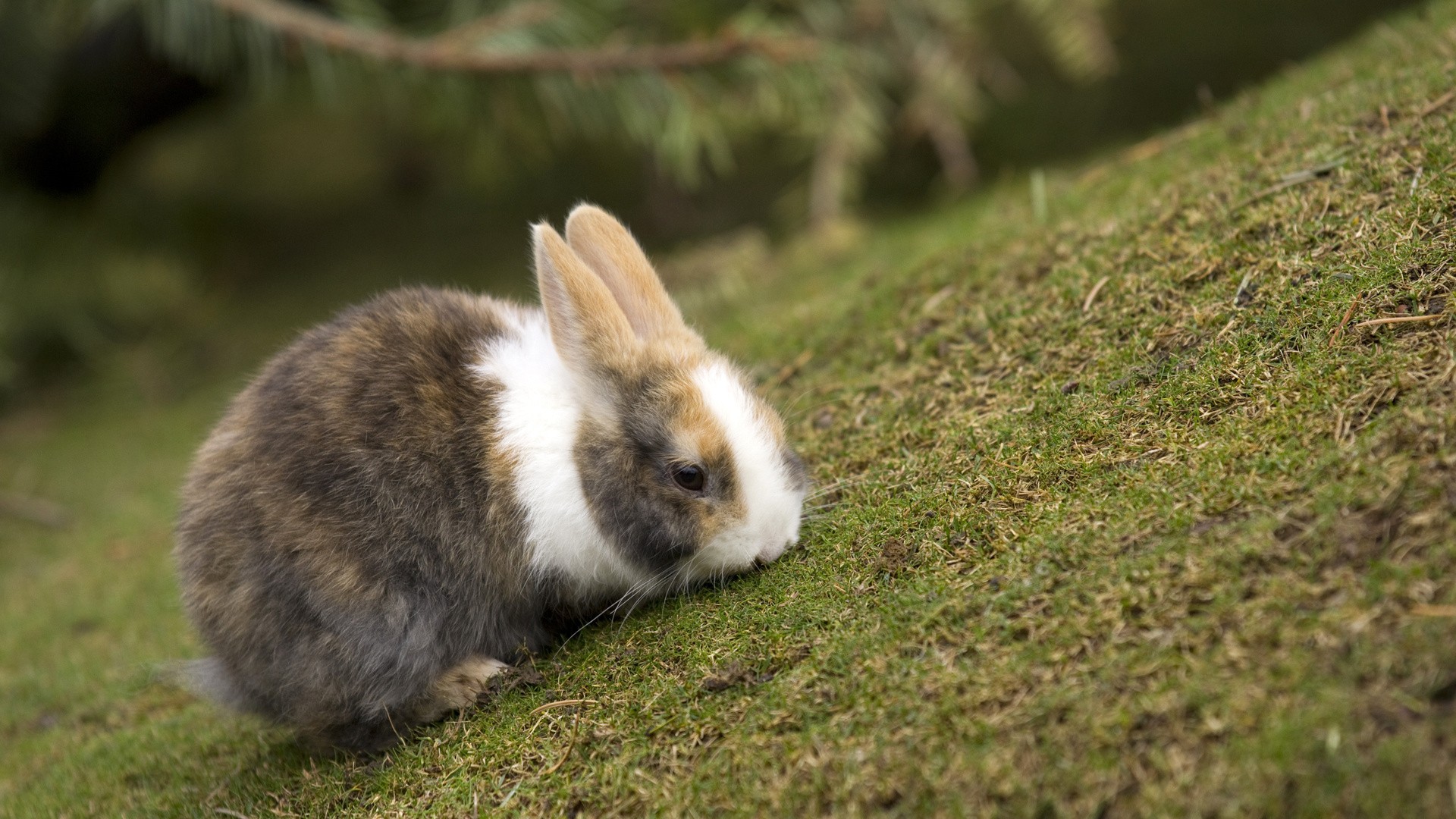 bunnies, Nature, Animals Wallpapers HD / Desktop and Mobile Backgrounds
