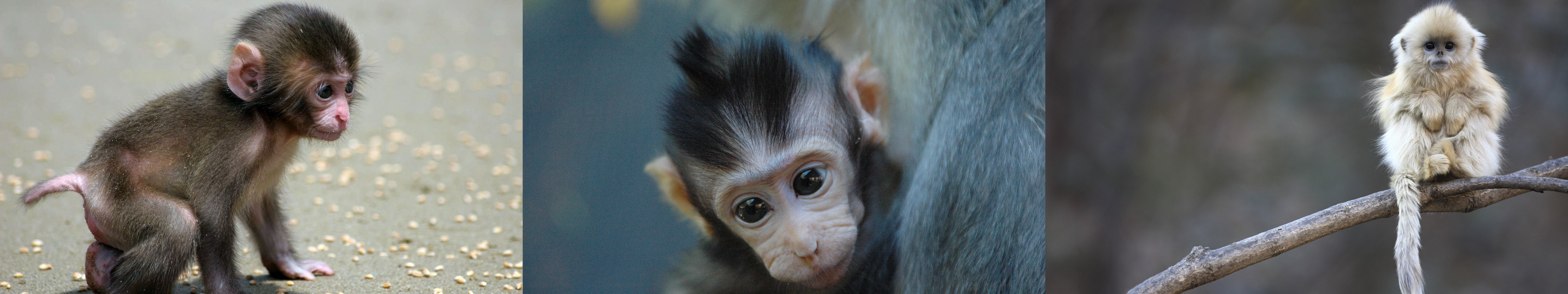 wallpaper, Triple, Multi, Multiple, Screen, Monitor, Animal, Monkey ...