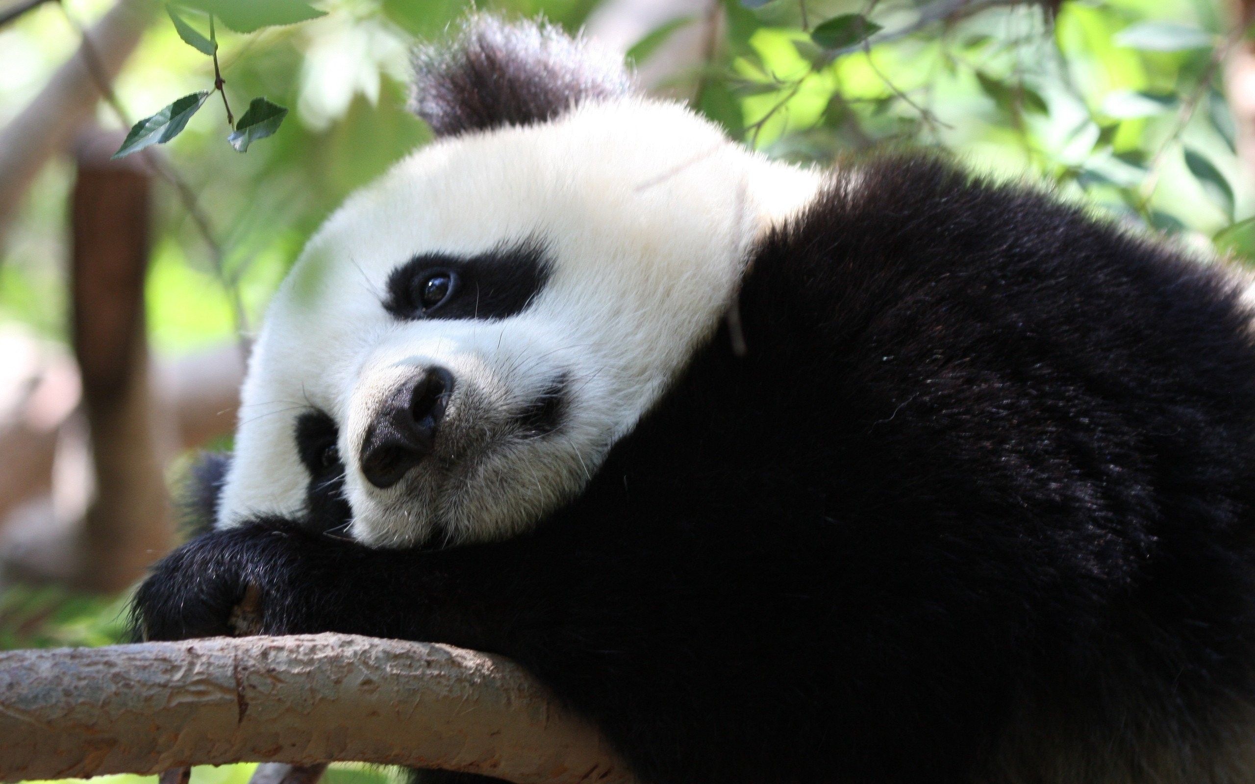 Bored Panda Wallpapers HD Desktop And Mobile Backgrounds Bored Panda Wallpapers HD Desktop And Mobile Backgrounds