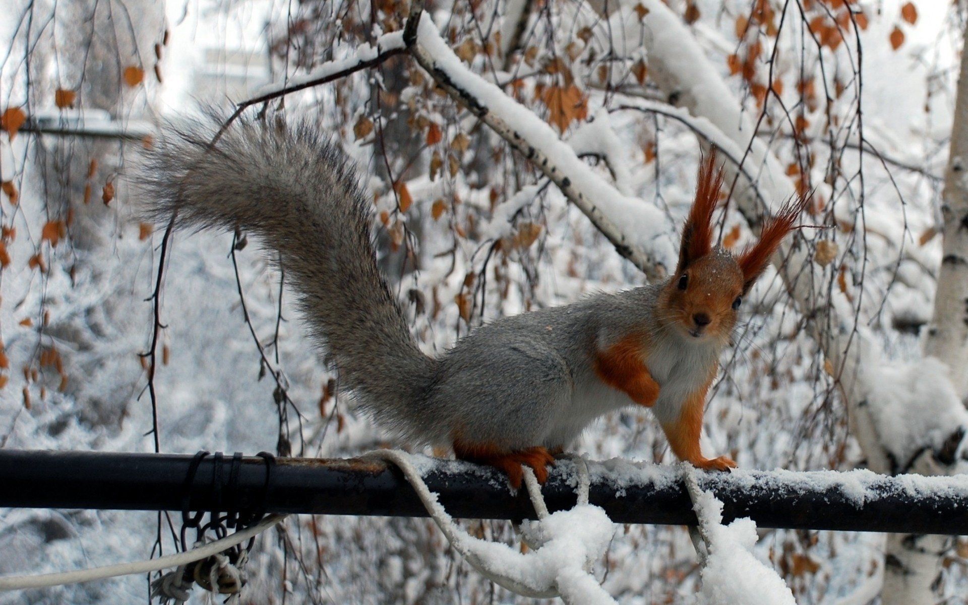 animals, Squirrels, Snow, Branches, Squirrel, Snow, Animals, Winter ...