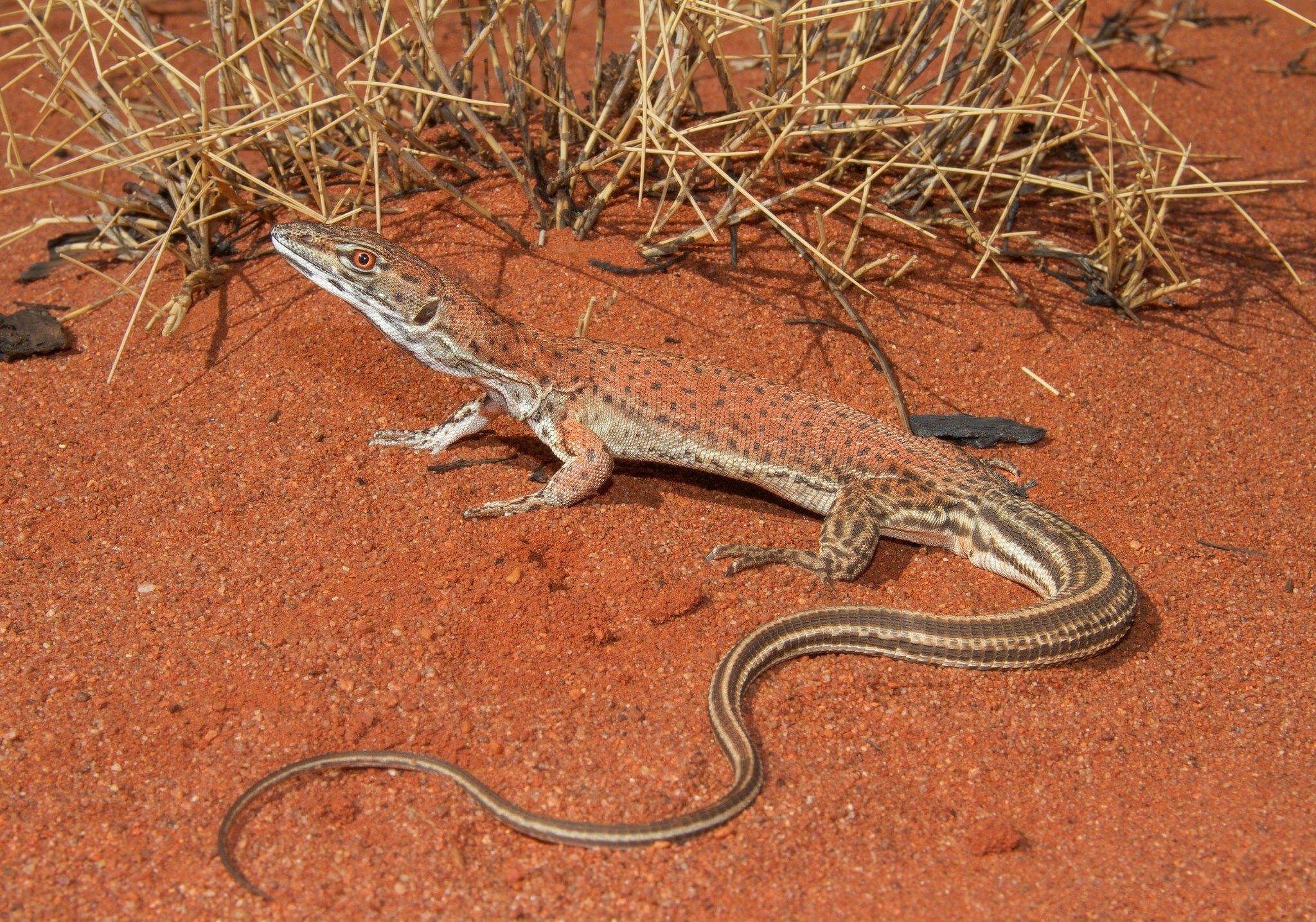 animal, Lizard Wallpapers HD / Desktop and Mobile Backgrounds