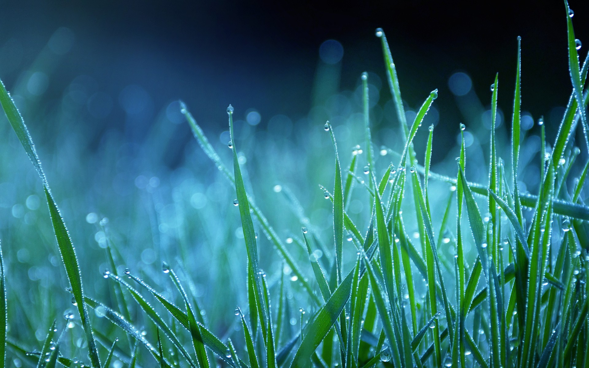 night, Grass, Bokeh, Dew Wallpapers HD / Desktop and Mobile Backgrounds