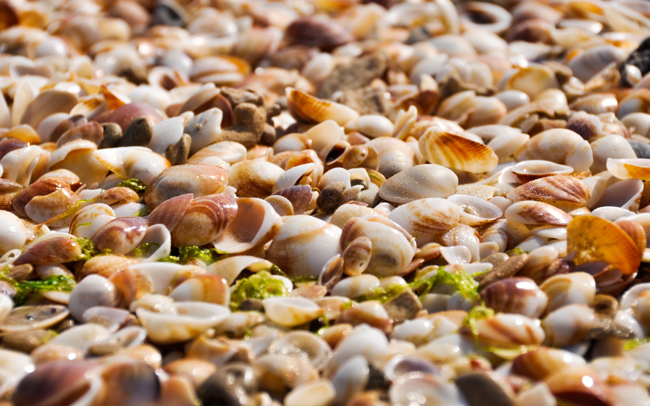 shells, Sand, Beach, Bokeh Wallpapers HD / Desktop and Mobile Backgrounds