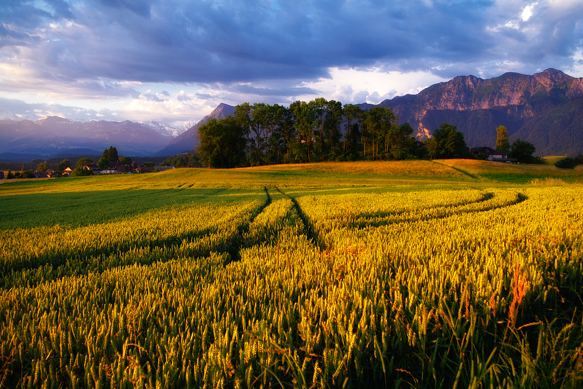nature, Landscapes, Fields, Grass, Wheat, Crops, Tracks, Trail ...