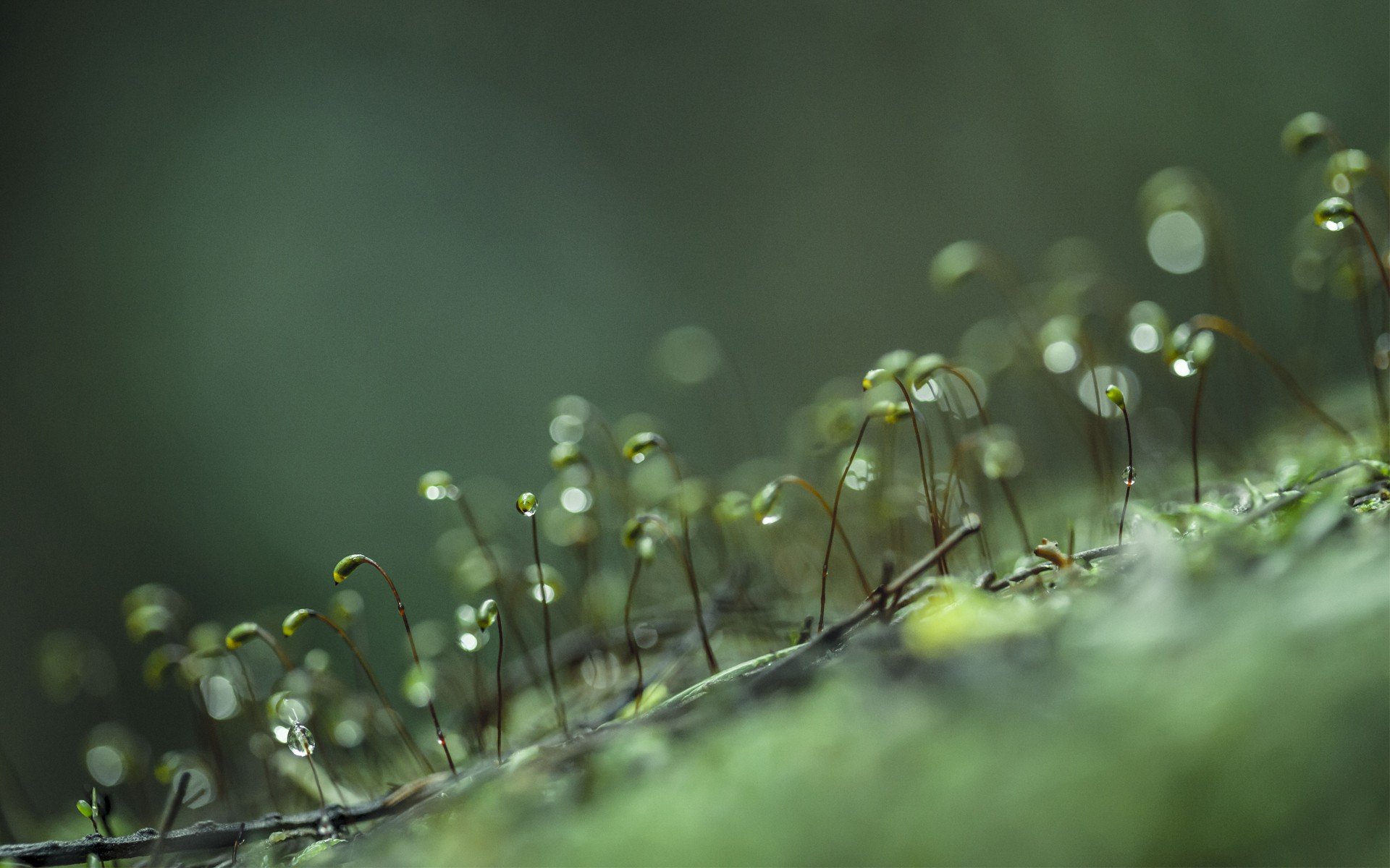 moss, Water, Drops, Macro, Flora Wallpapers HD / Desktop and Mobile ...