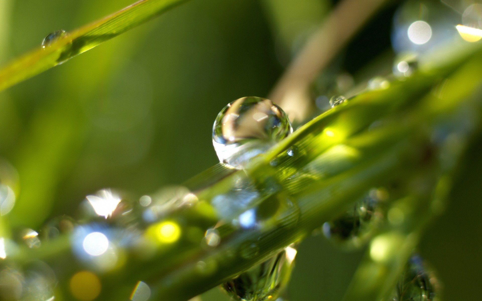 green, Nature, Water, Drops, Macro, Dew Wallpapers HD / Desktop and ...