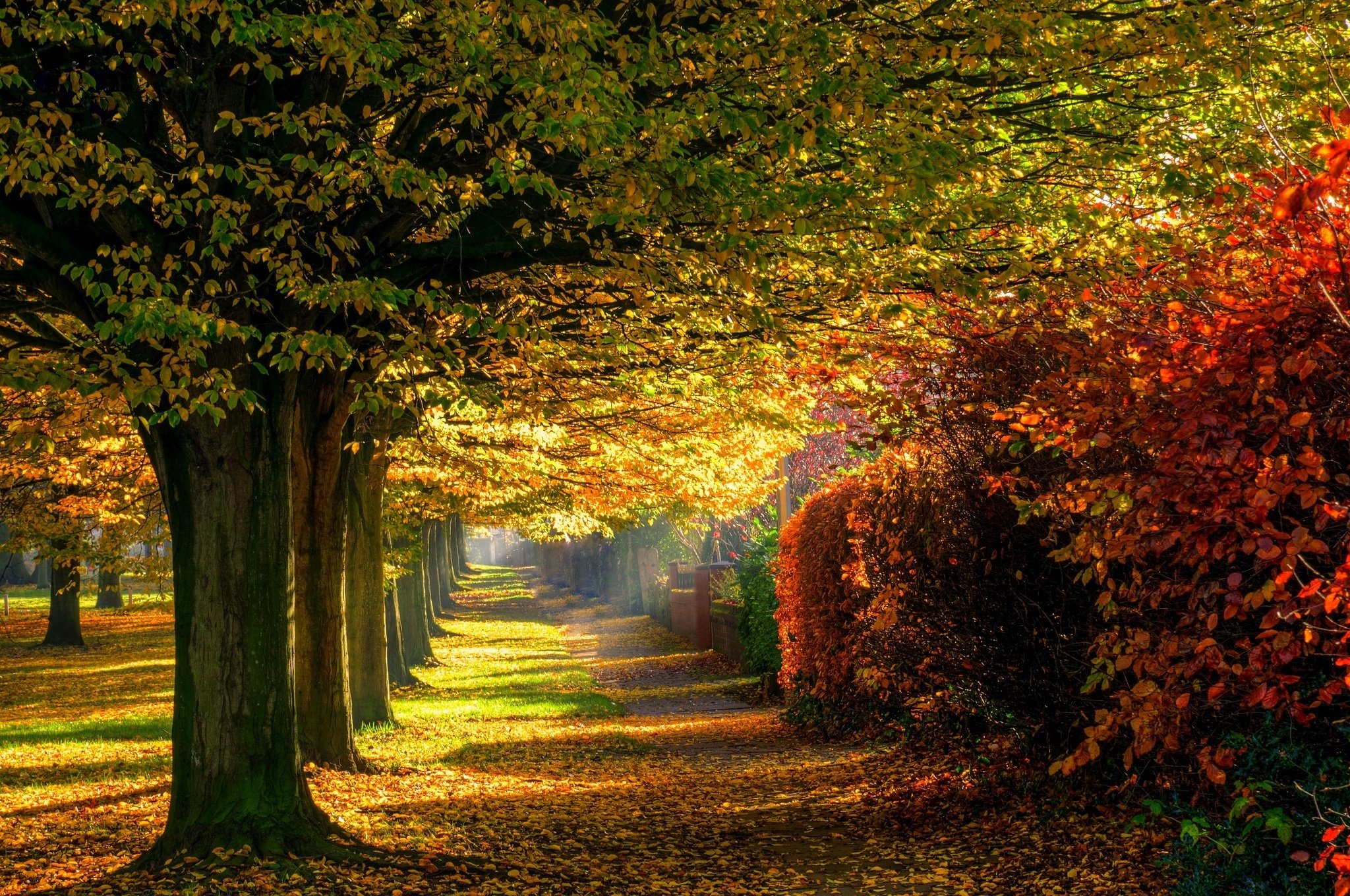 leaves, Park, Trees, Forest, Colorful, Path, Nature, Autumn, Road ...