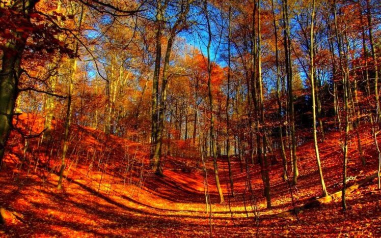 autumn, Fall, Season, Nature, Landscape, Leaf, Leaves, Color, Seasons ...