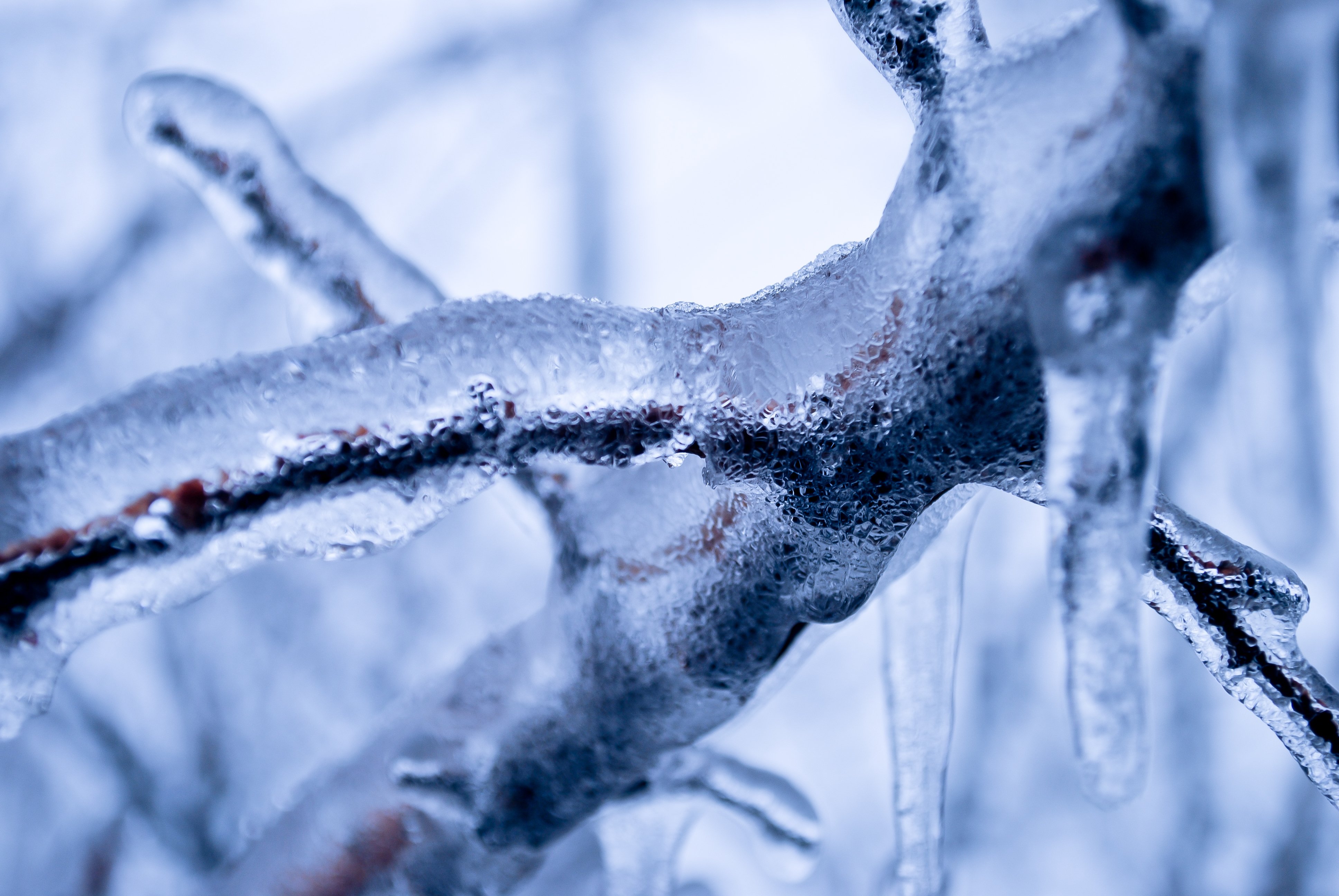 closeup, Ice, Branches, Nature Wallpapers HD / Desktop and Mobile ...