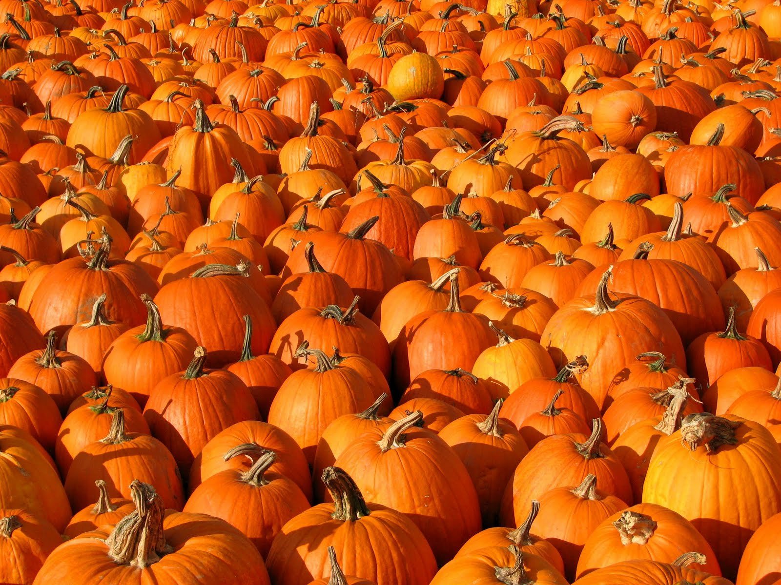 pumpkin, Patch, Halloween, Autumn Wallpapers HD / Desktop and Mobile ...