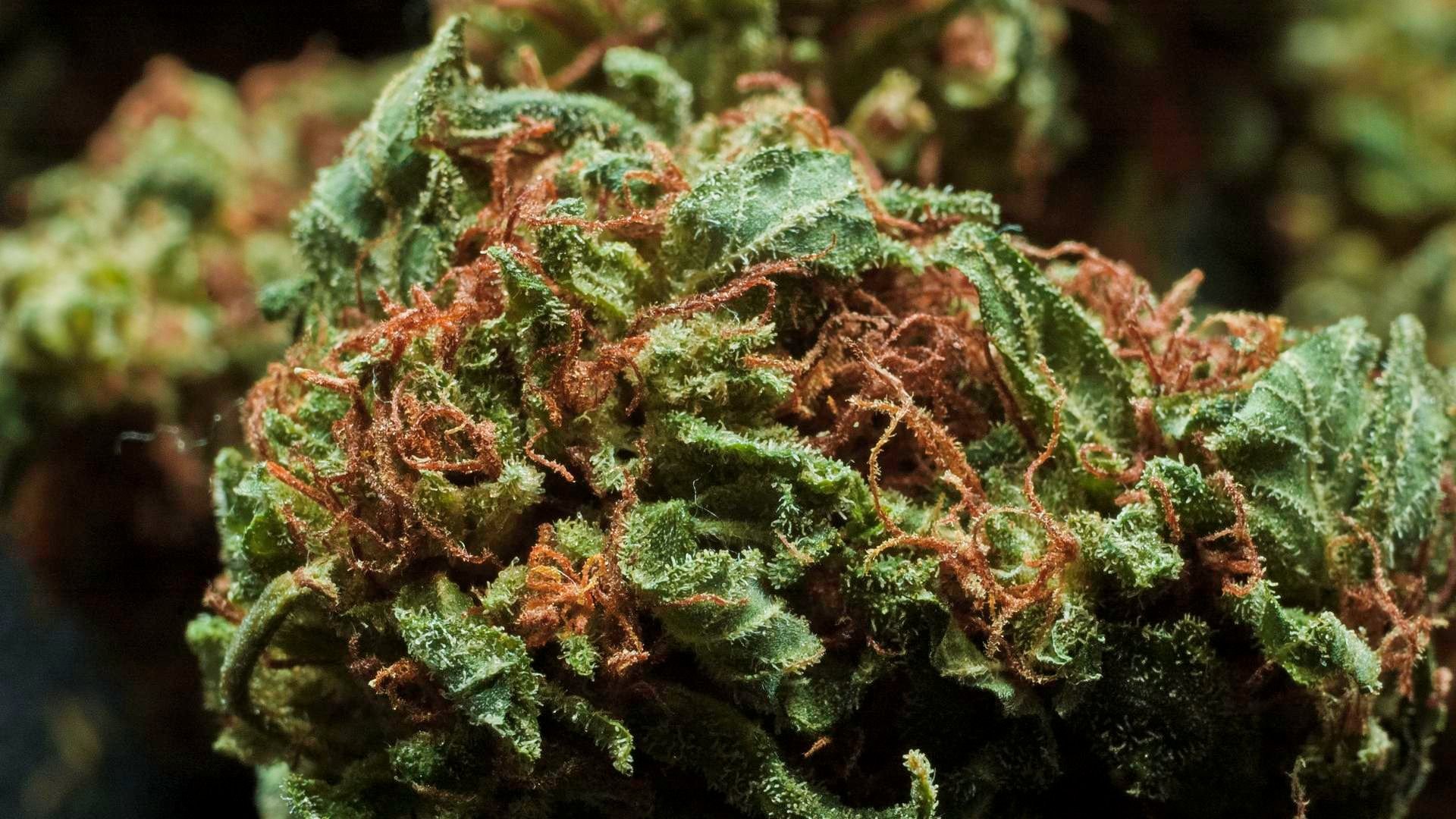 Weed Drugs Marijuana 420 Nature Psychedelic Plant Cannabis