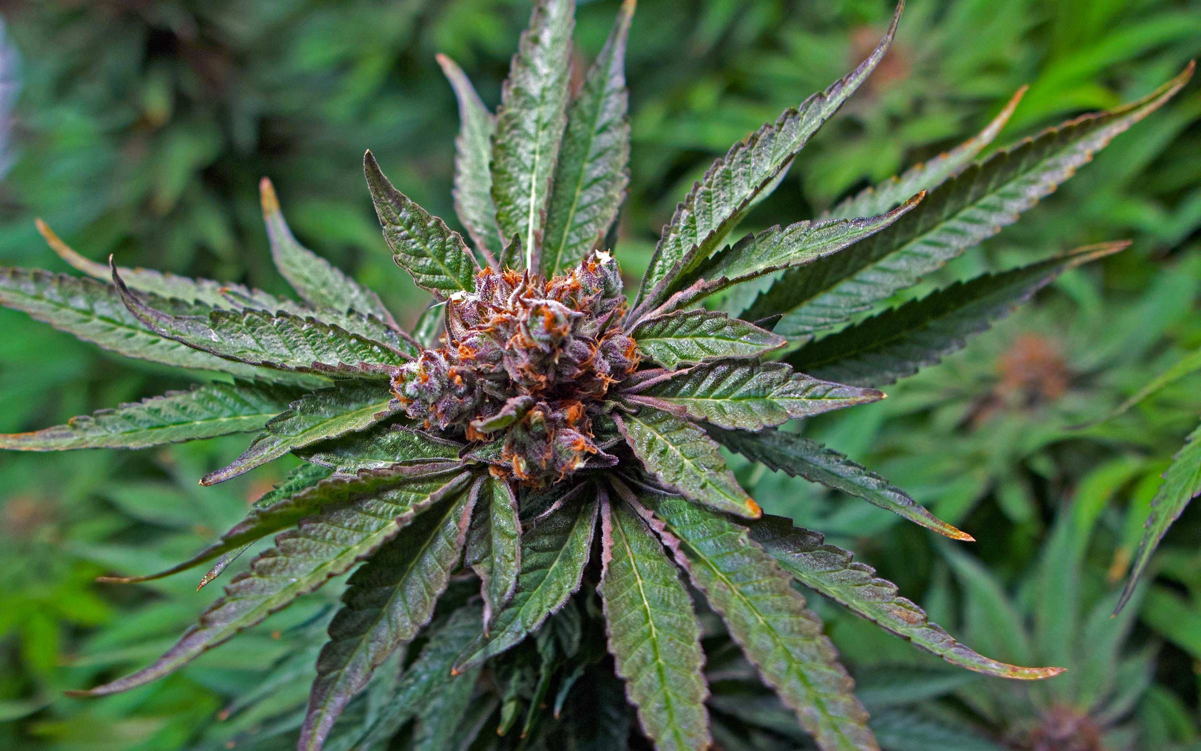 Weed Drugs Marijuana 420 Nature Psychedelic Plant Cannabis