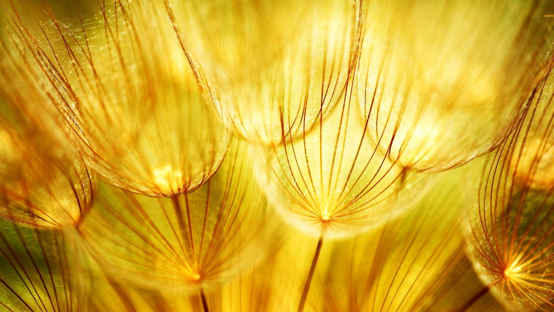 textures, Golden, Dandelions Wallpapers HD / Desktop and Mobile Backgrounds