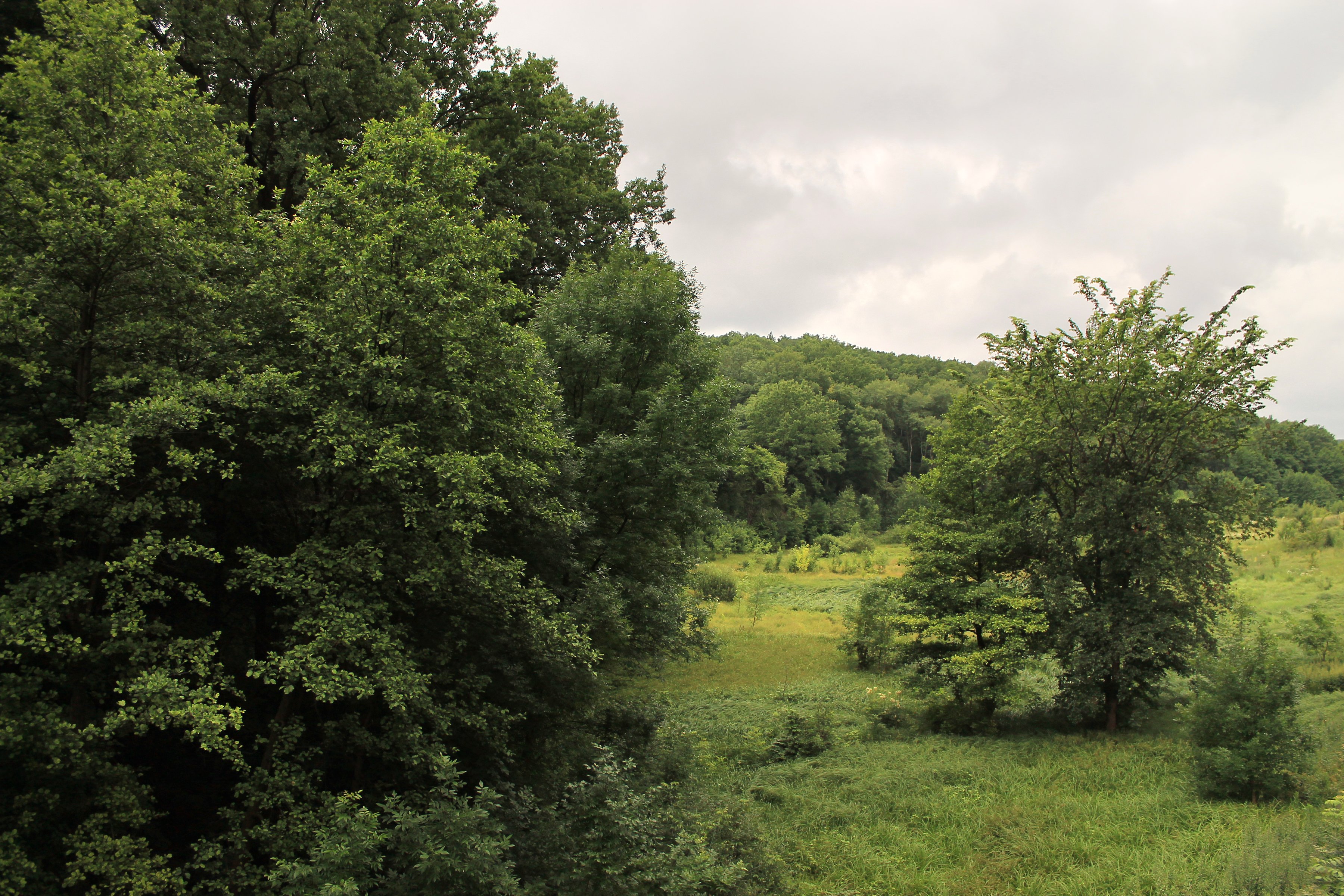 forest, Valley, Trees, Summer, Green Wallpapers HD / Desktop and Mobile ...