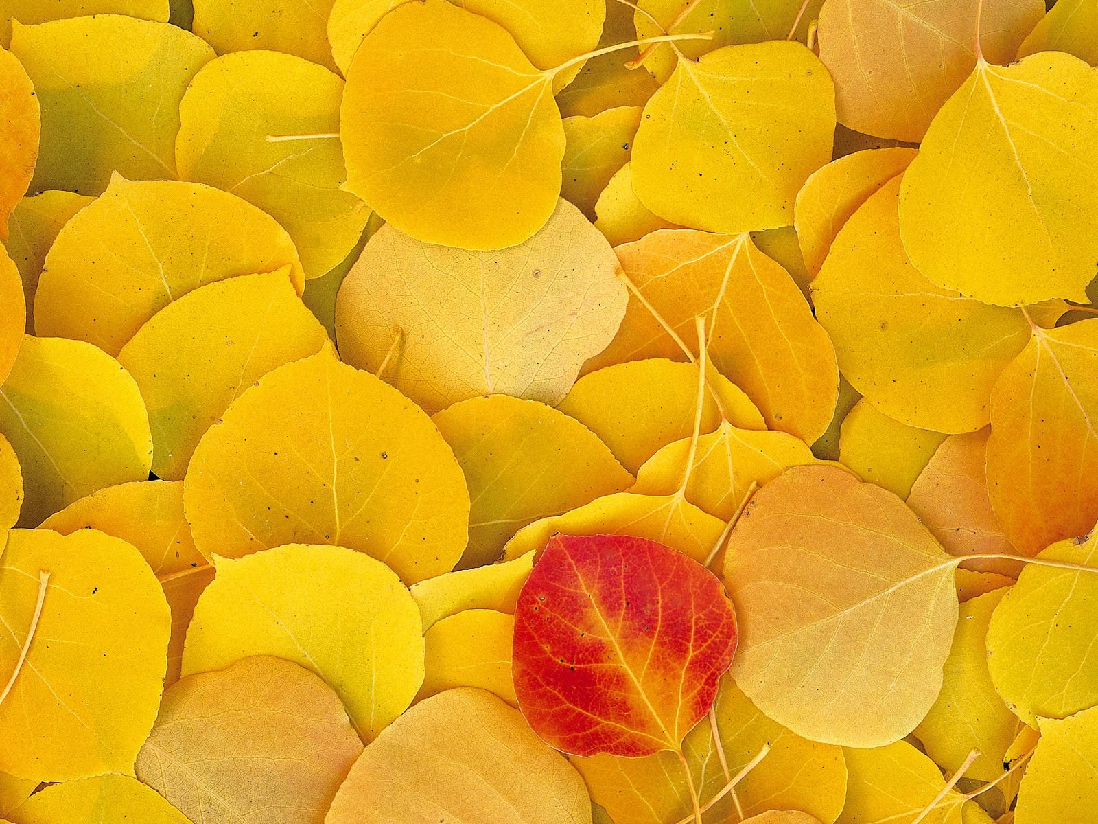 autumn, Leaf, Yellow, Nature Wallpapers HD / Desktop and Mobile Backgrounds