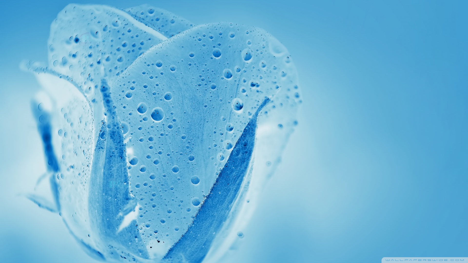 ice, Rose Wallpapers HD / Desktop and Mobile Backgrounds