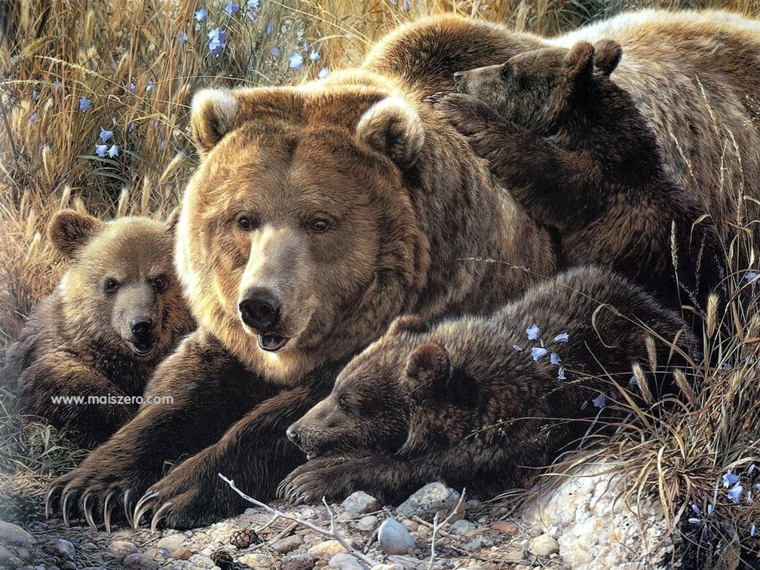 bears Wallpapers HD / Desktop and Mobile Backgrounds