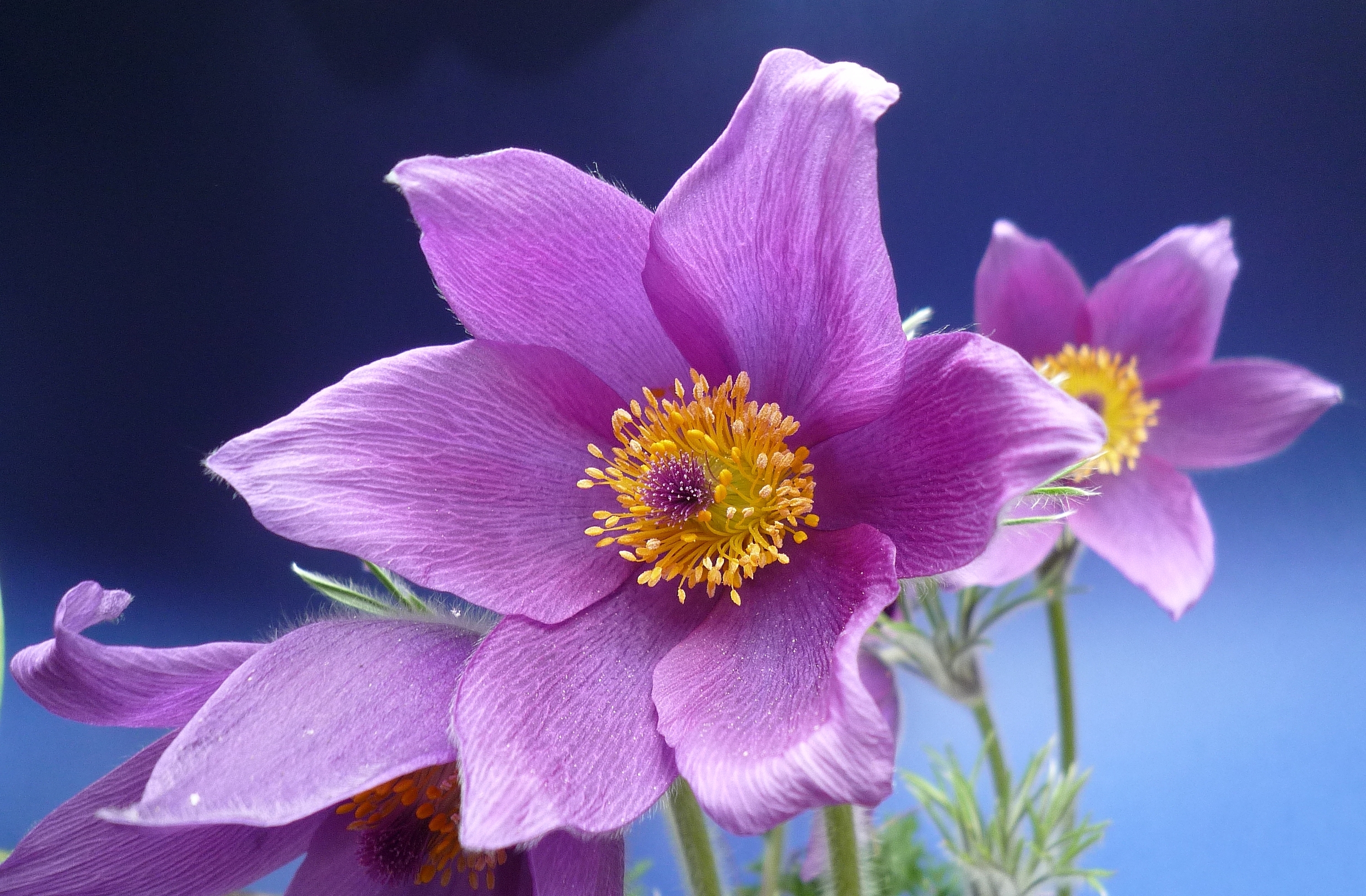 anemone, Macro, Bokeh Wallpapers HD / Desktop and Mobile Backgrounds